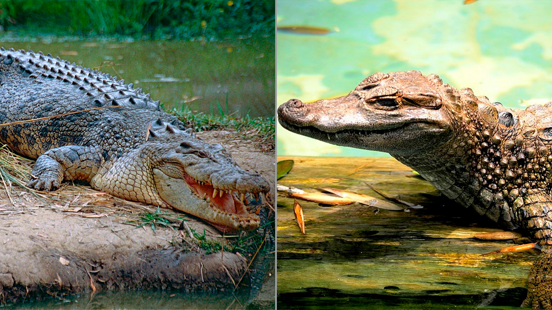 Cocodrilos Caimanes Cocodrilos Caimanes
