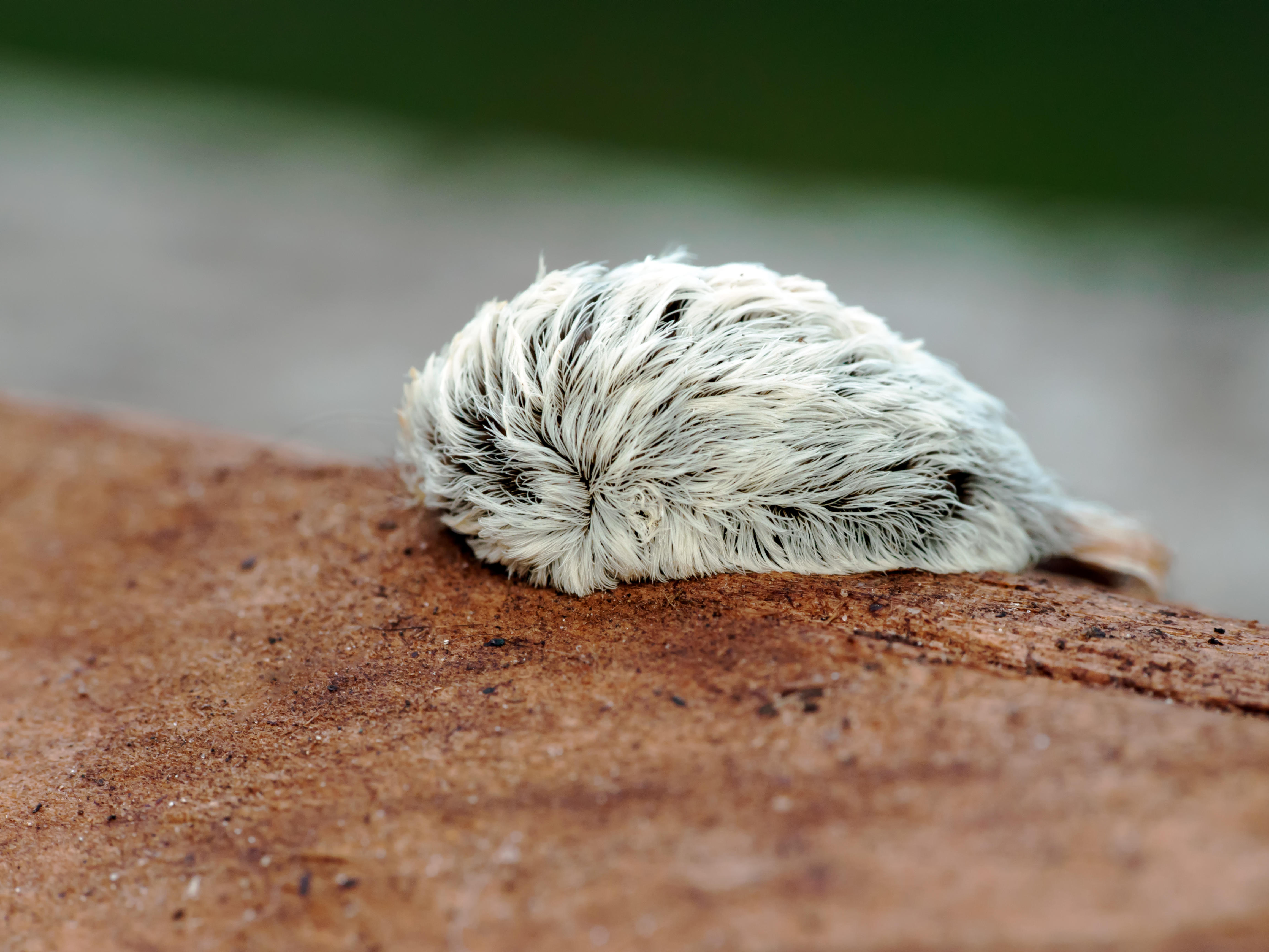 Los 10 Animales Más Raros De La Historia Los 10 Animales Más Raros