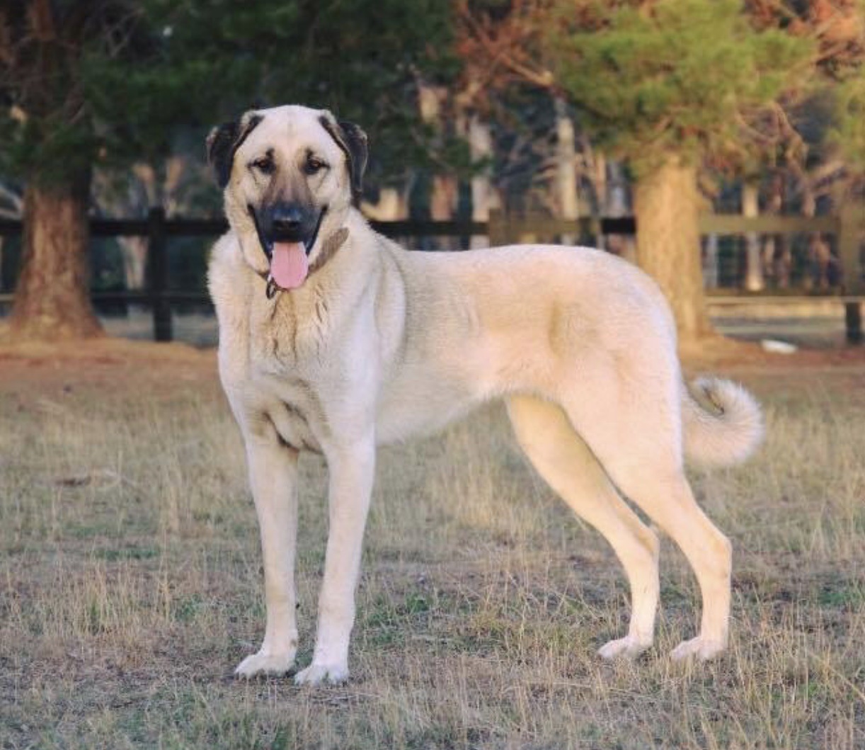 Es El Kangal Turco El Perro Mas Grande