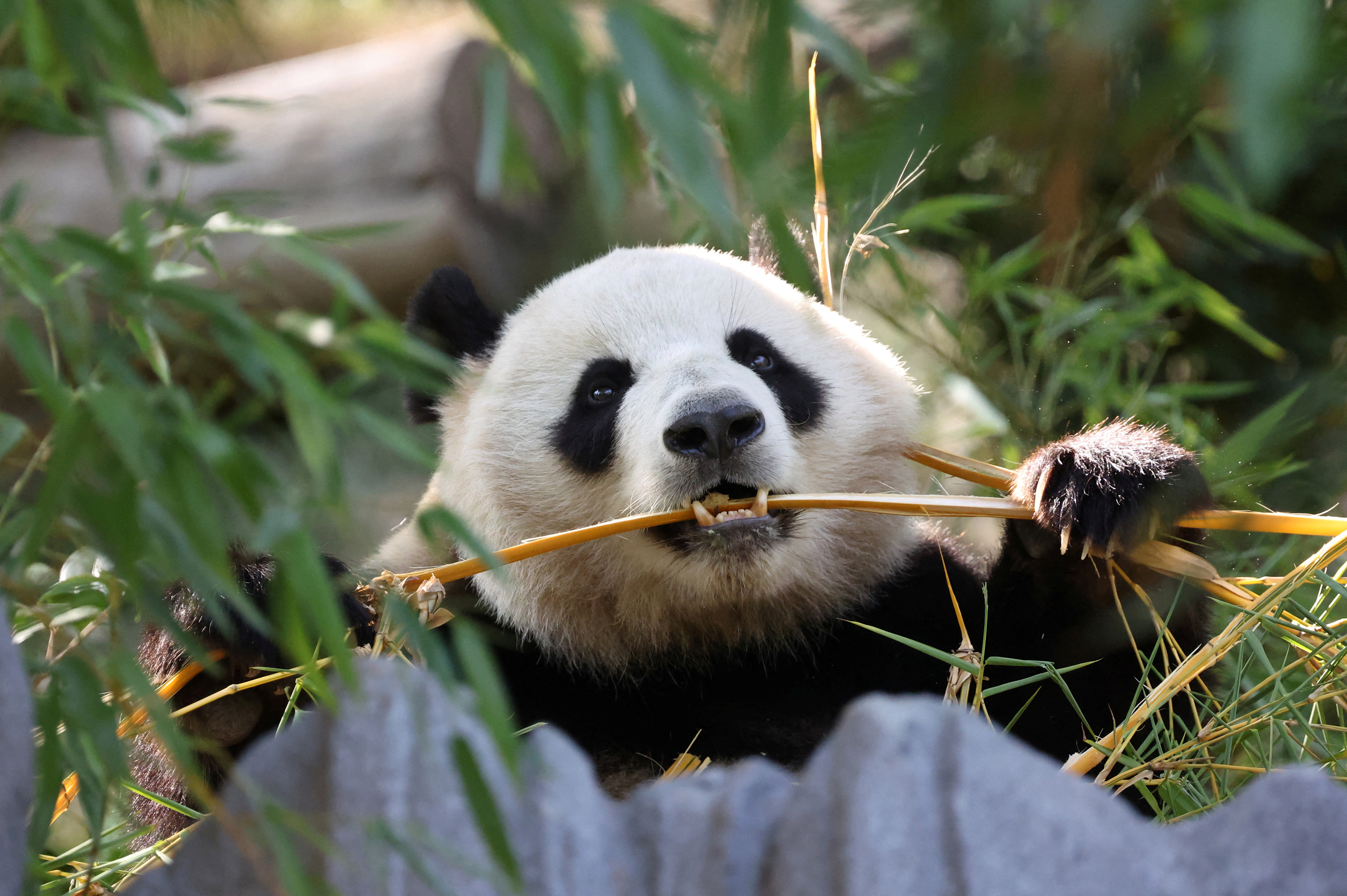 Osos Panda Y Bambú