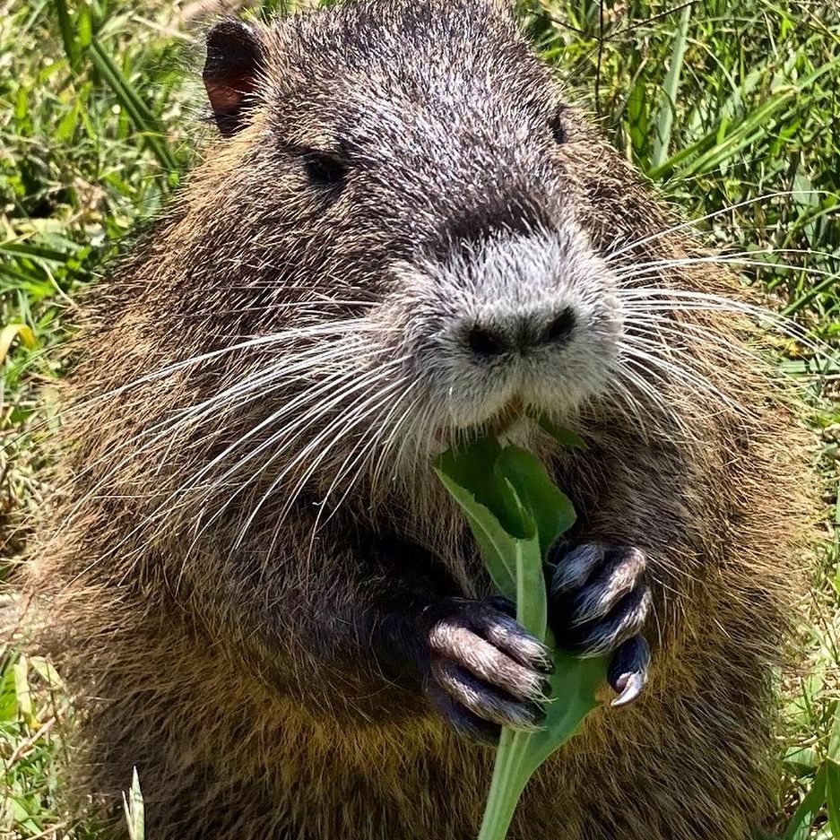 Casa De Animales Nutria Toga