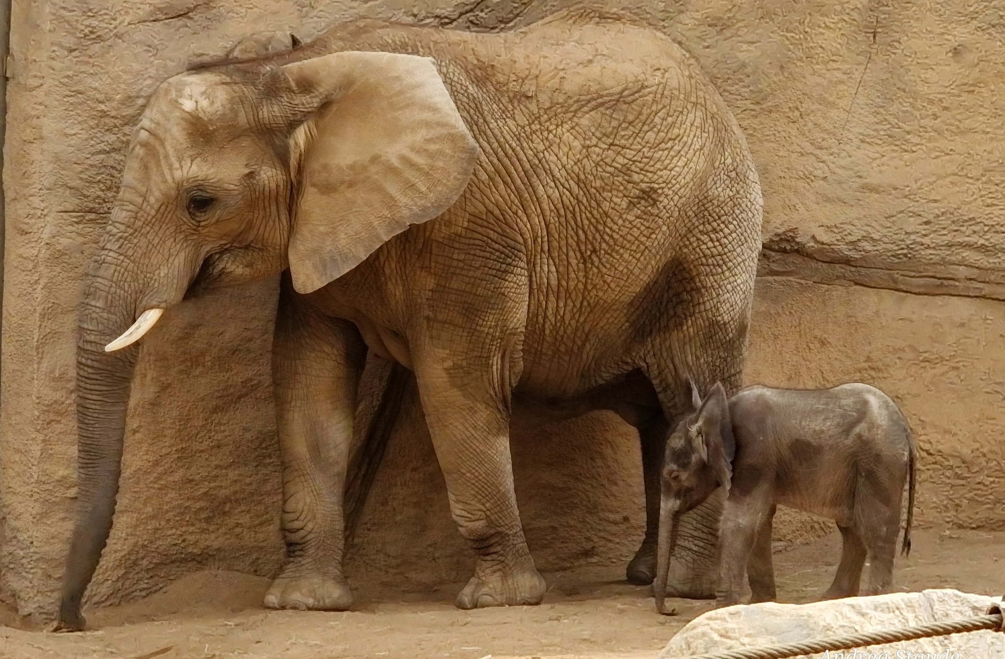Cabeza De Elefante Africano