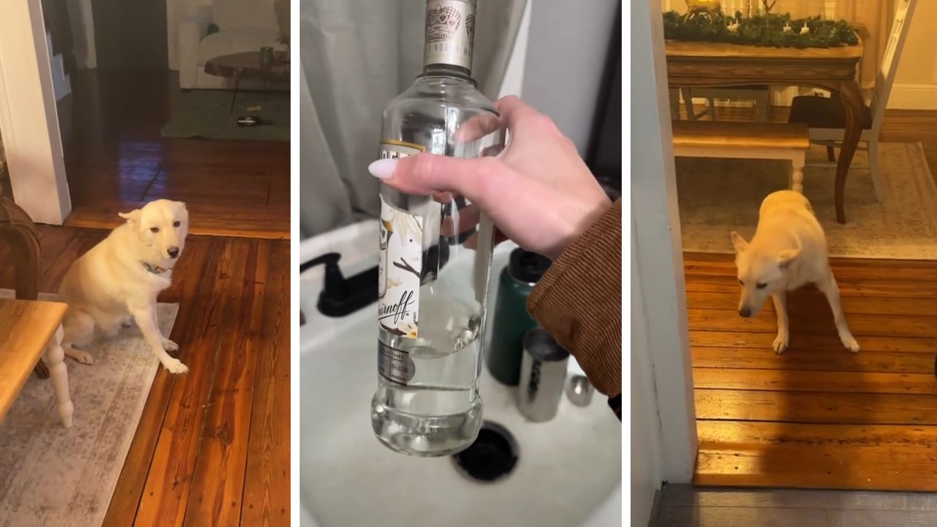 Son Perros De Drogas Entrenados Para Oler Alcohol