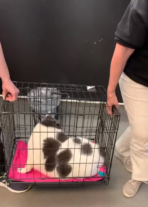 La Hermosa Historia De Adopción De Patches El Gato Que Se Hizo Famoso 9684