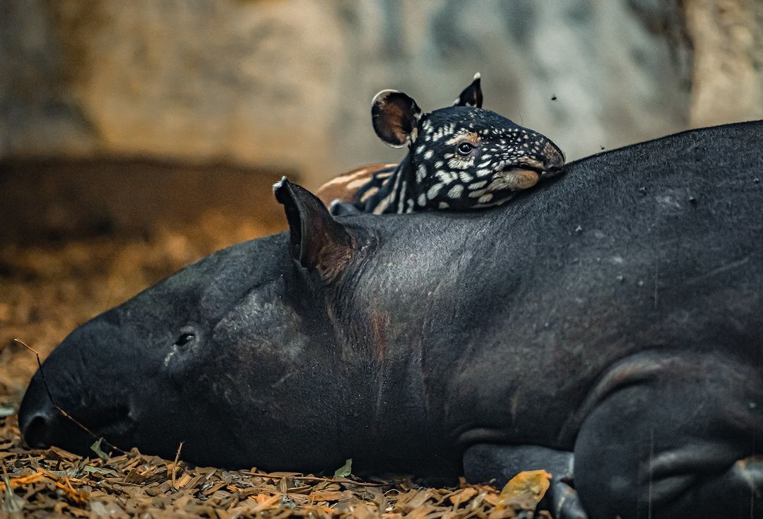Tapir Malayo En La Naturaleza