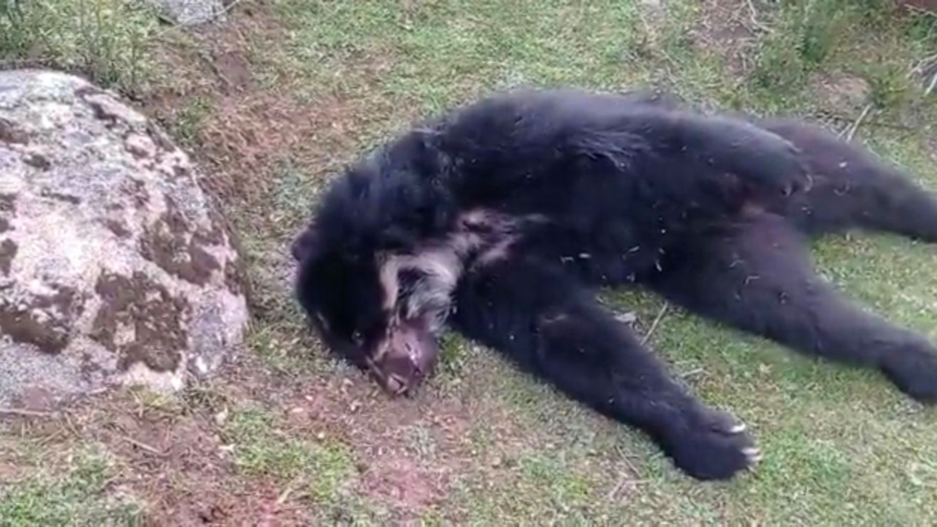 Oso De Anteojos Fue Hallado Muerto Con Una Soga En El Cuello En Apurímac Infobae
