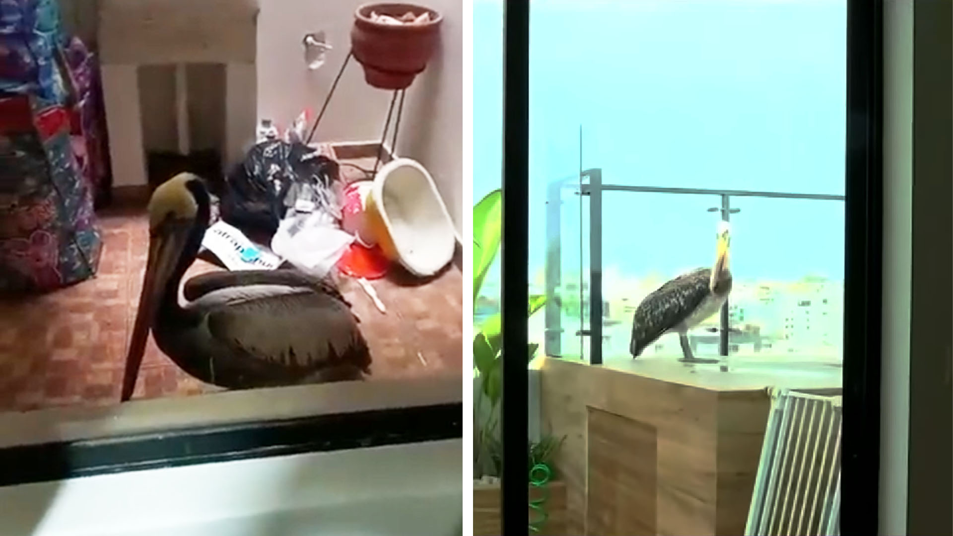 Gripe Aviar Esto Debes Hacer Si Encuentras Un Pelícano Dentro De Tu Casa O En La Calle Infobae