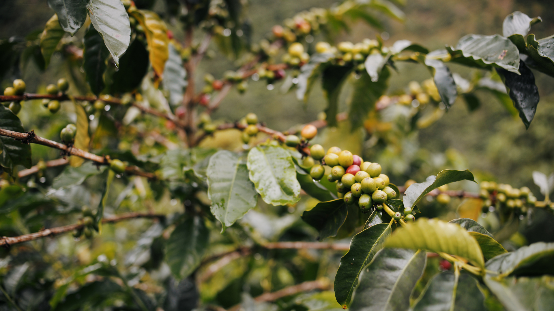 Bananas Palta Y Café El Paraíso Exportador De Colombia Que Lo Posiciona Como Líder En La
