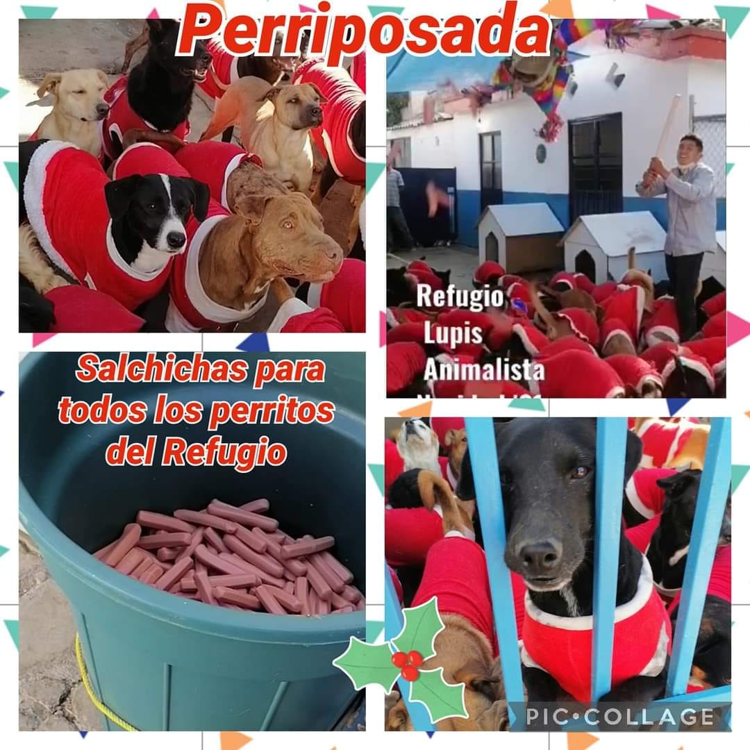 La Posada De Calidad Permite Perros