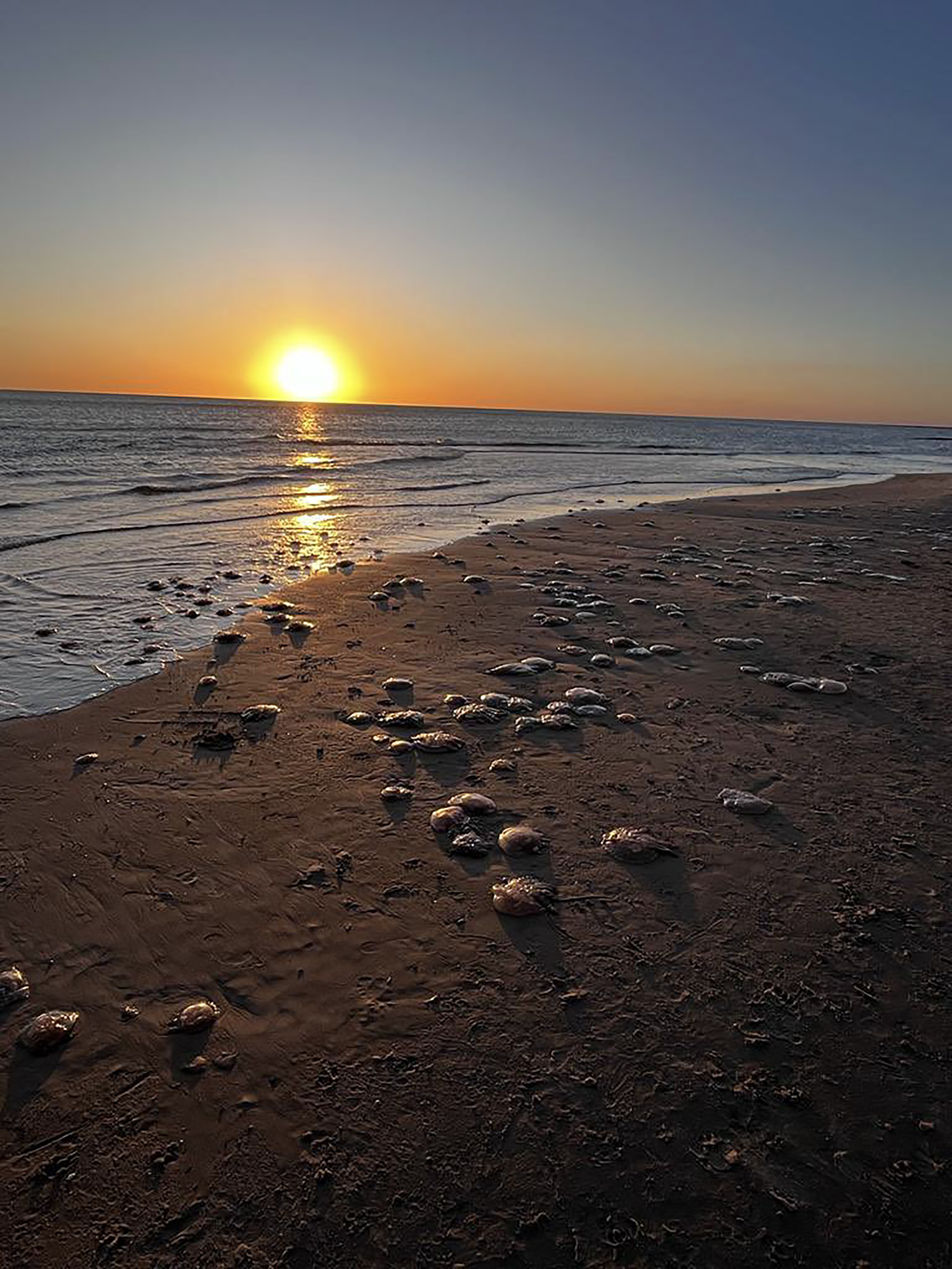 Aluvión De Aguavivas En Las Playas De Uruguay Las Razones Y Qué Hacer 8505