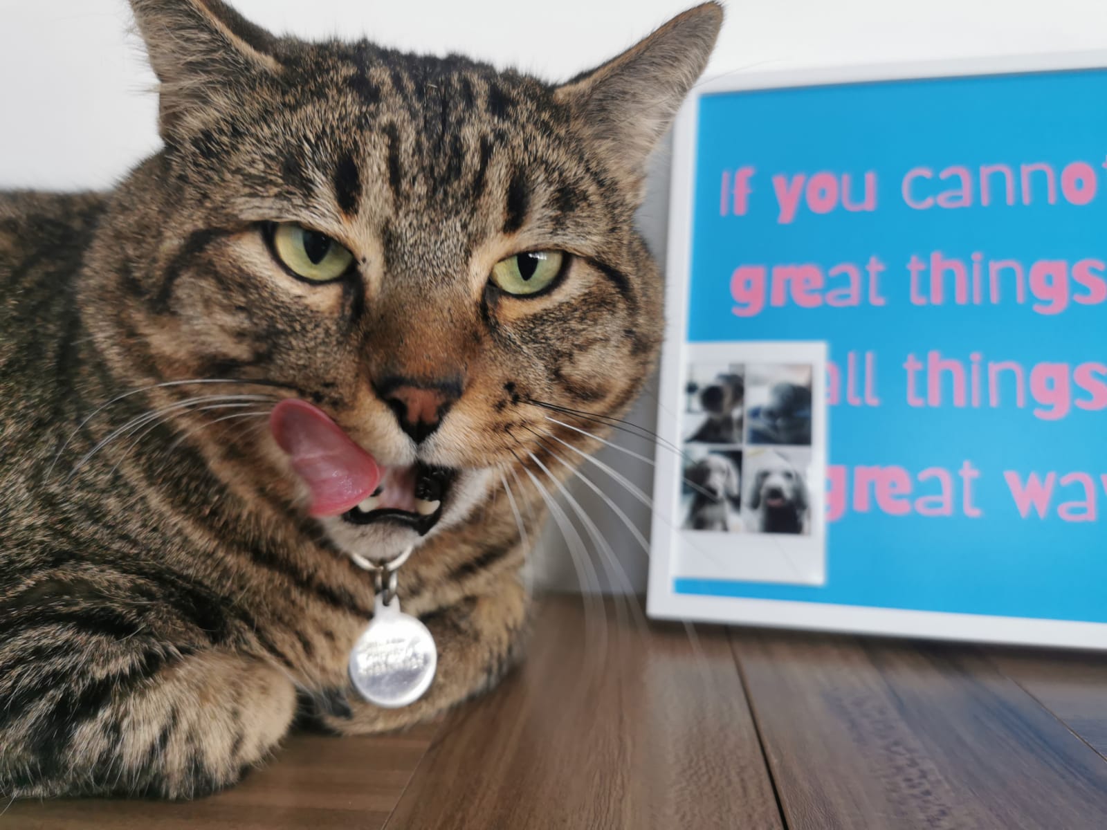 El Verdadero Motivo Por El Que Tu Gato Hace Muecas Cuando Olfatea Infobae 6825