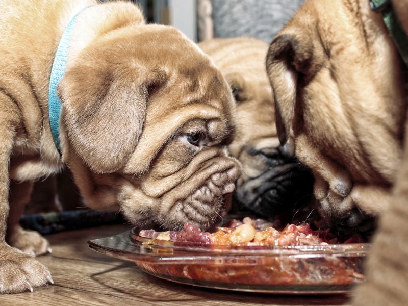 La Comida Para Perros Cruda Es Mejor Que La Cocinada