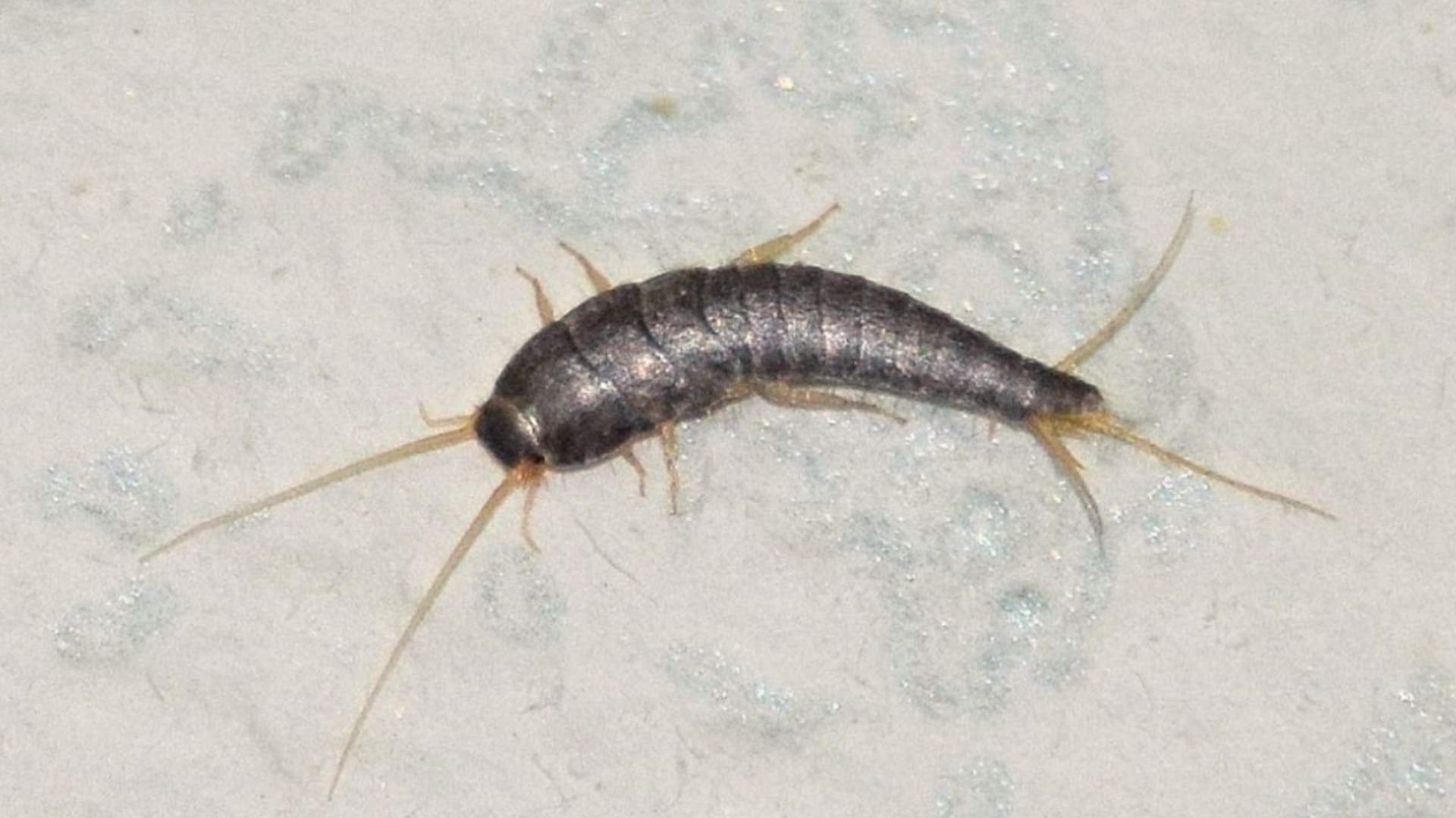 Pez Pececillo Mascota Dónde Está El Nido De Los Pececillos De Plata