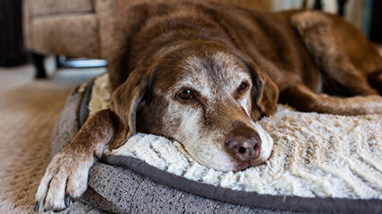 Cómo Se Trata Una Infección De Oído Por Hongos En Perros