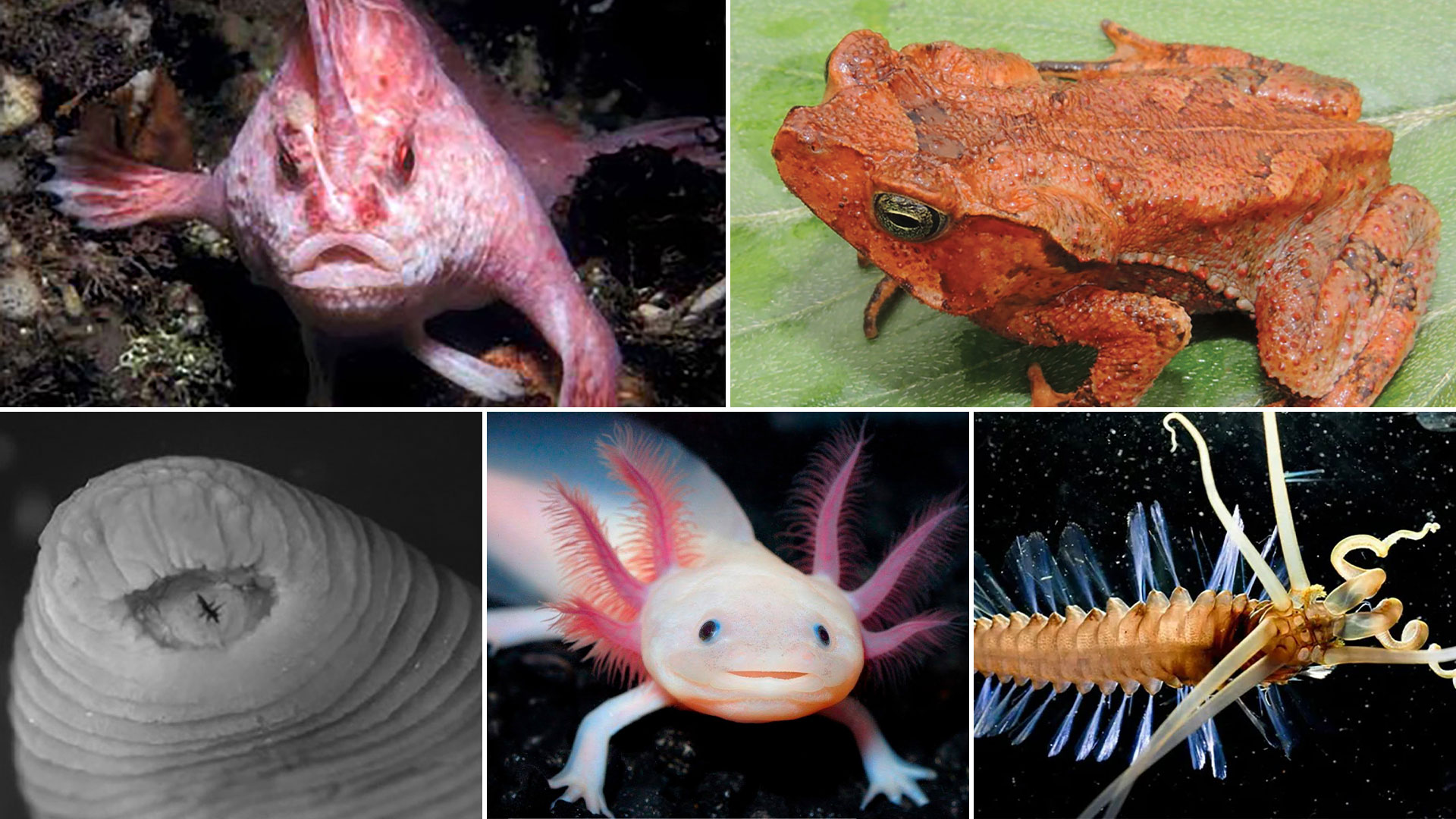 Las 10 Criaturas Más Extrañas Del Mundo Los Animales Más Raros Del