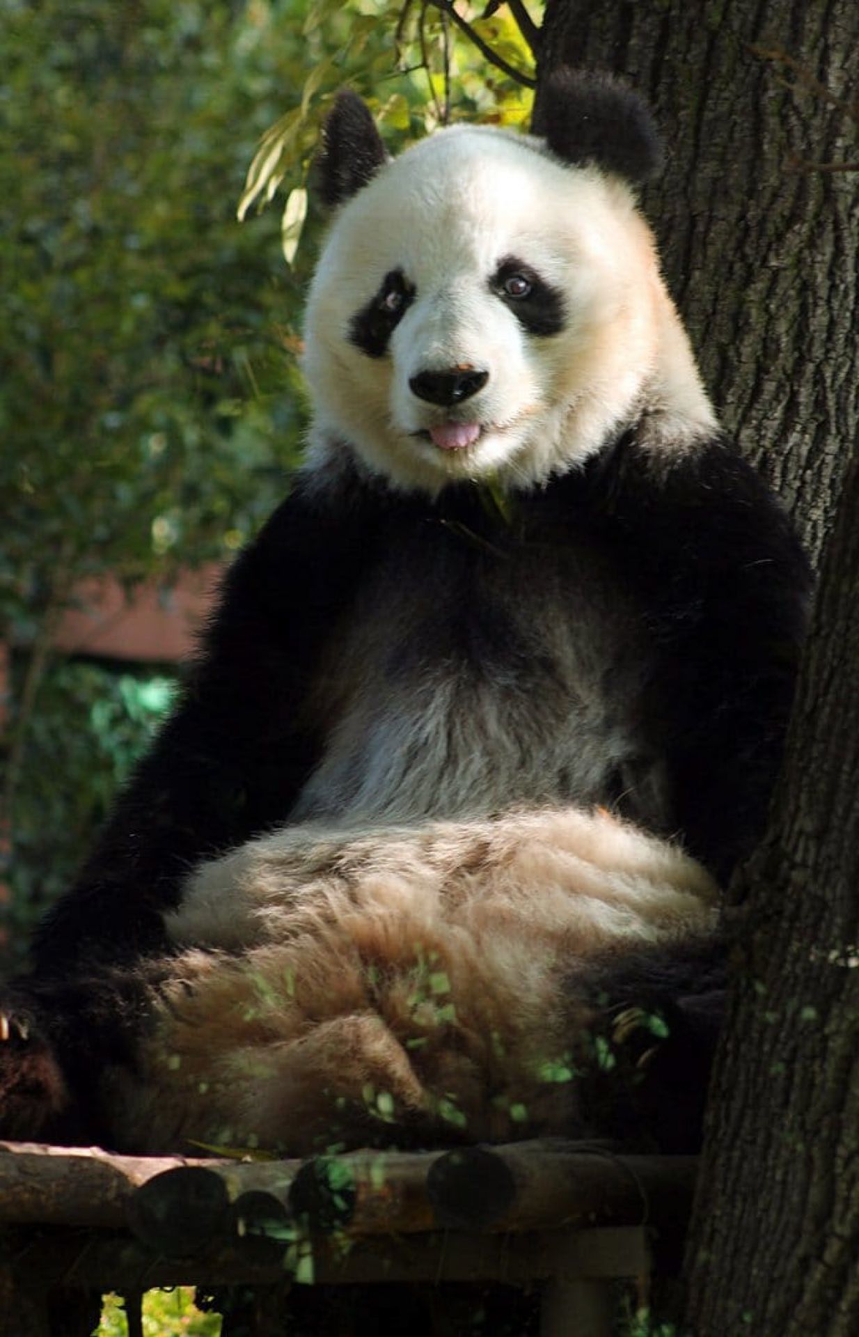 Xin Xin Por Qué Es El último Oso Panda Que Podría Vivir En México