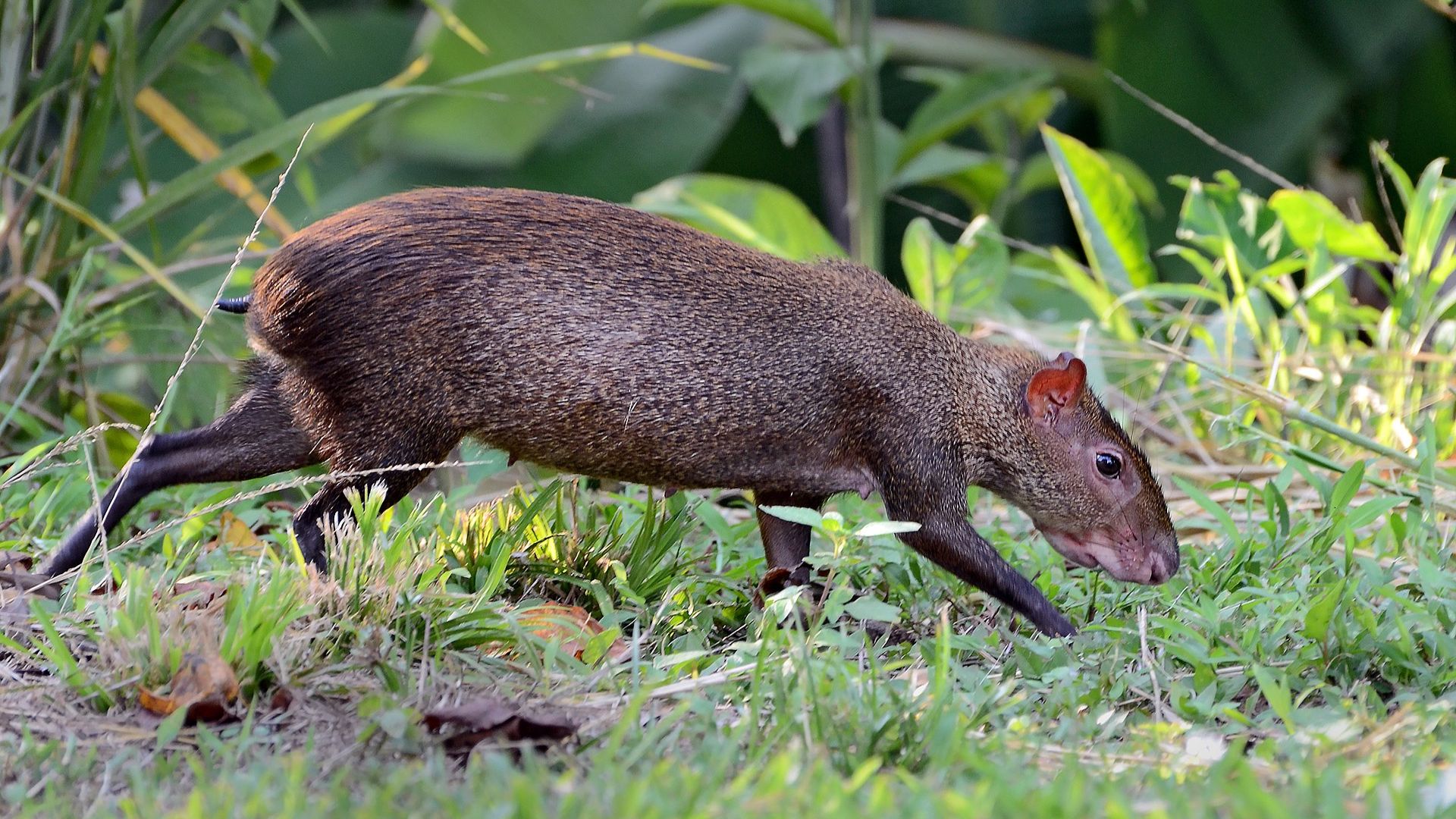 Nuevos Descubrimientos Animales 2024 Los últimos Descubrimientos De