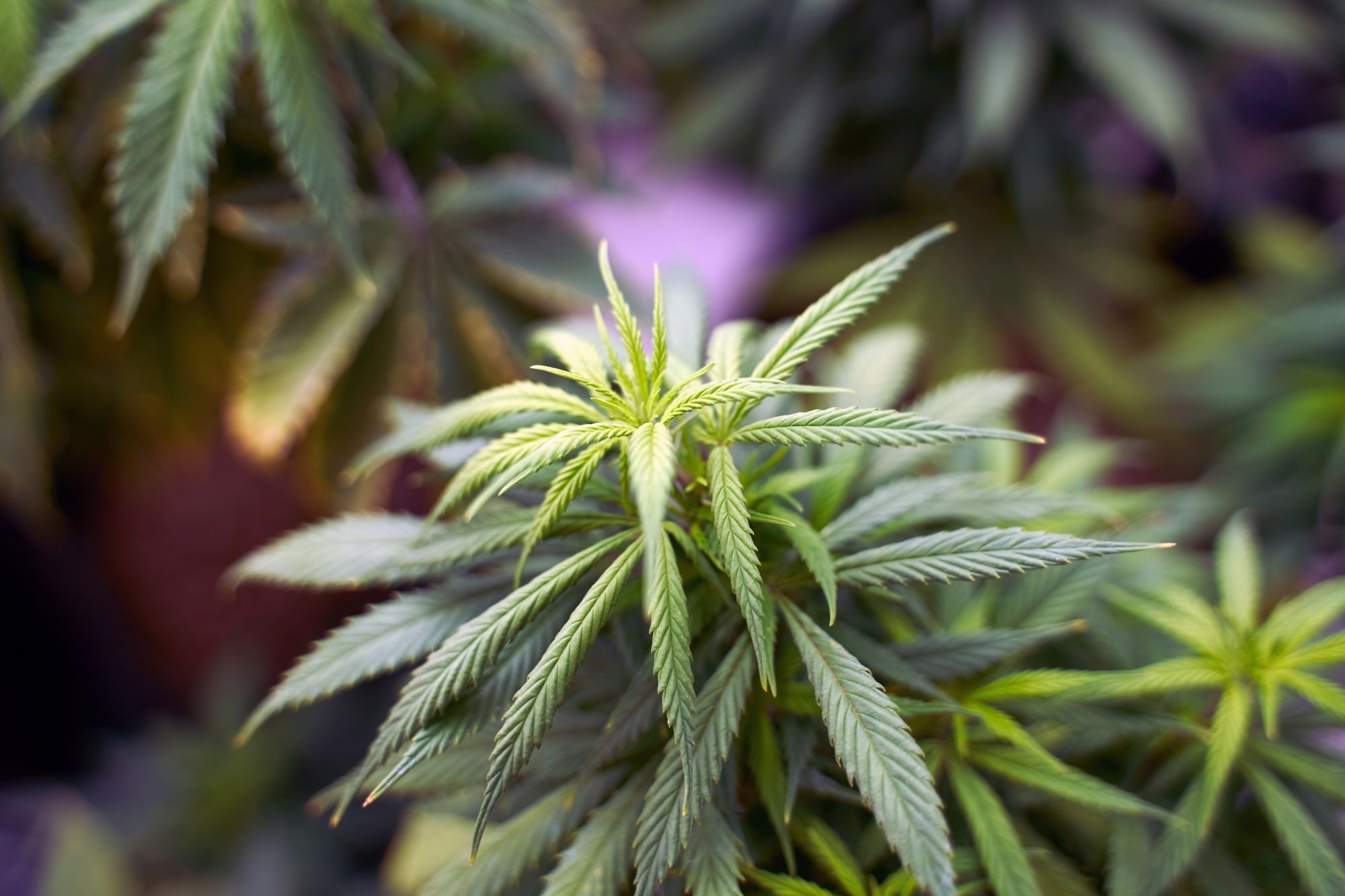 Suprema Corte De México Elimina Prohibición Al Uso De Marihuana Infobae