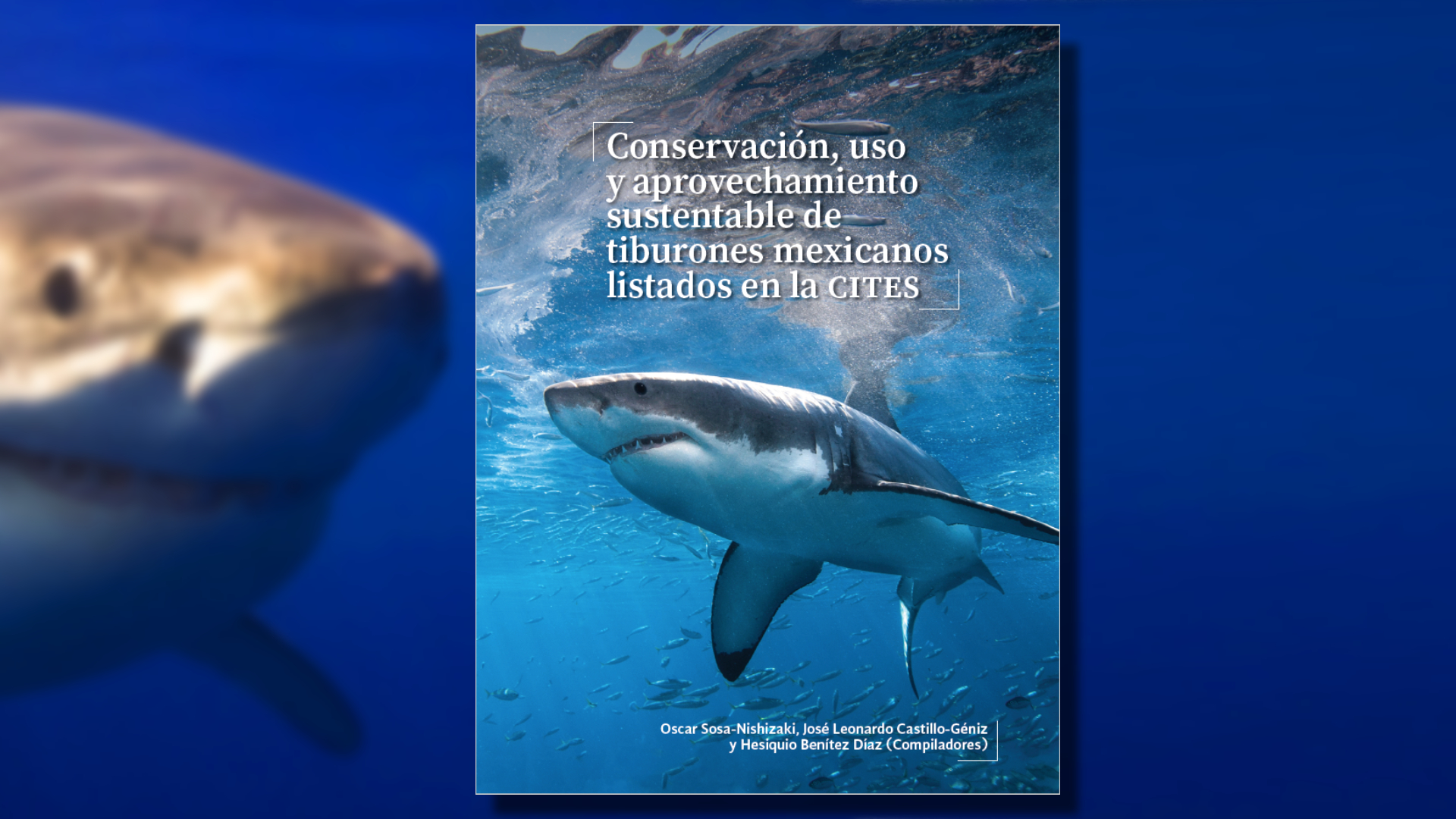 “conservación Uso Y Aprovechamiento Sustentable De Tiburones Mexicanos 5409