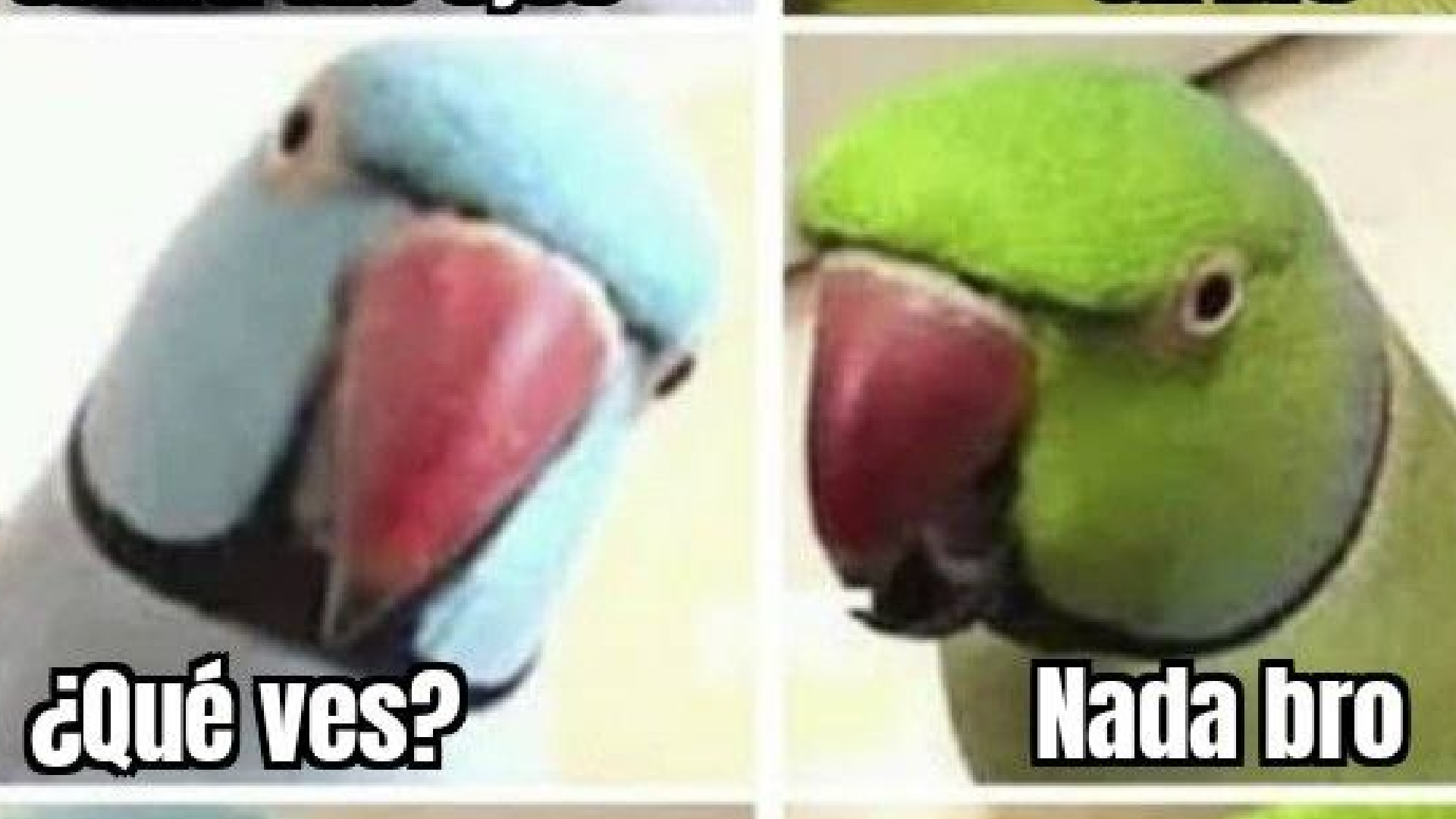 “bro Cierra Tus Ojos” El Meme Con El Que Movimiento Ciudadano Se