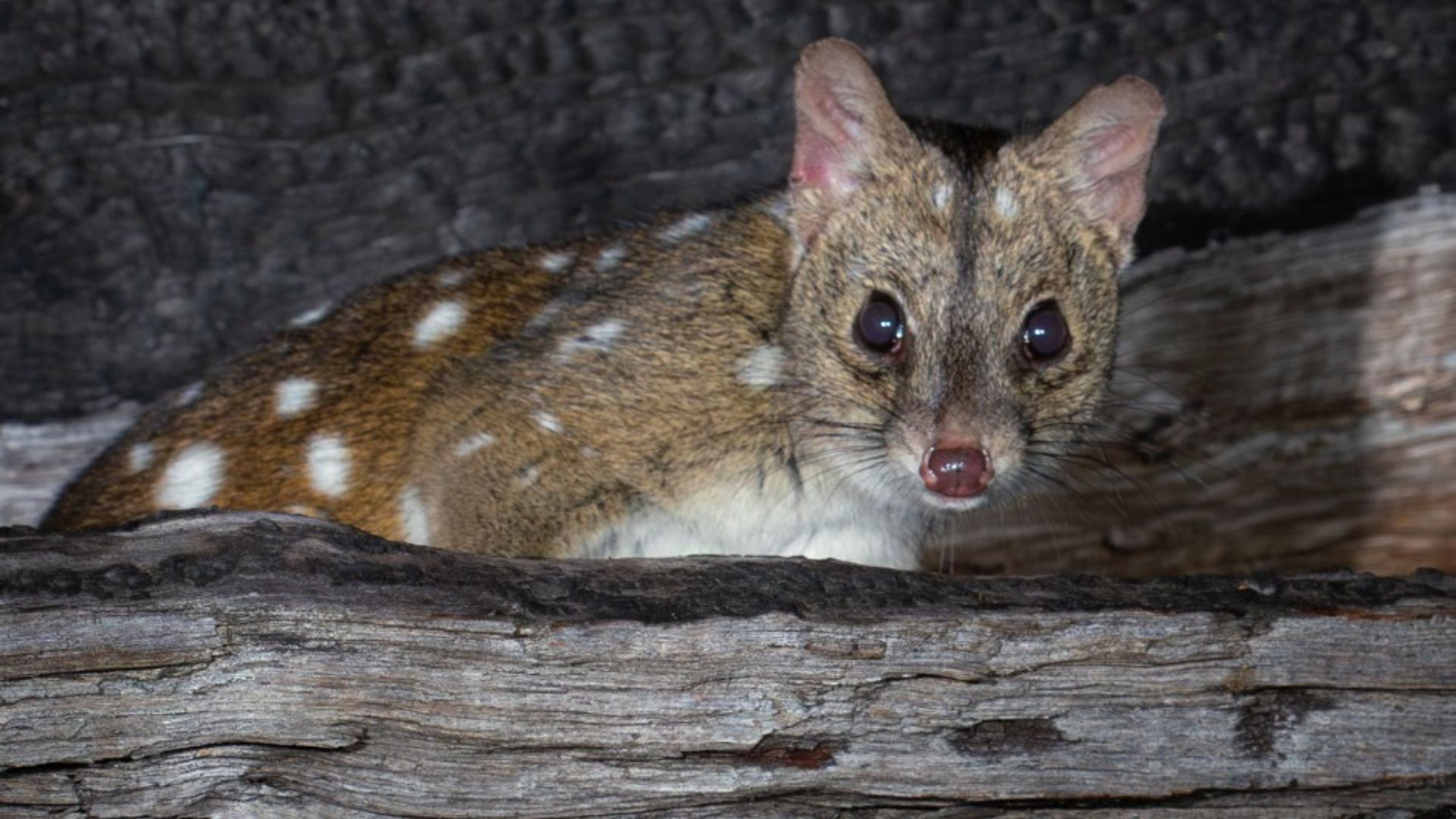 Datos Sobre Los Quolls Para Niños What Are Marsupials? | Twinkl