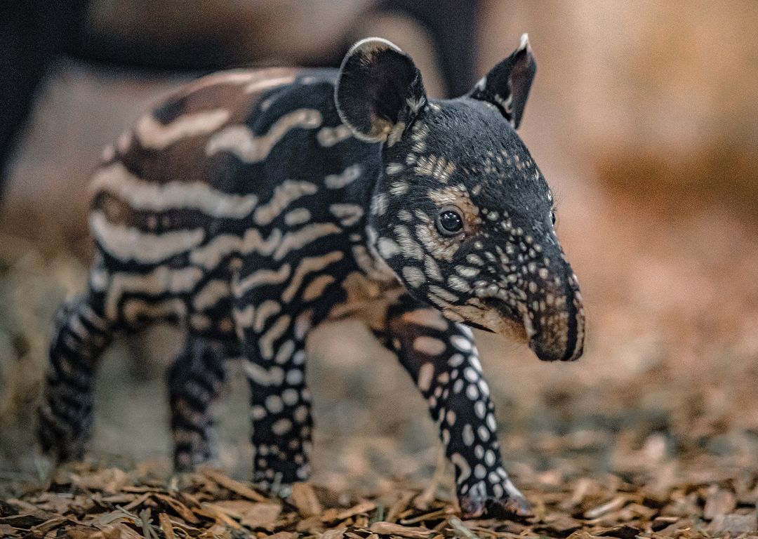Nacimiento De Tapir Malayo En Inglaterra Representa Un Rayo De Esperanza Para Su Especie Infobae