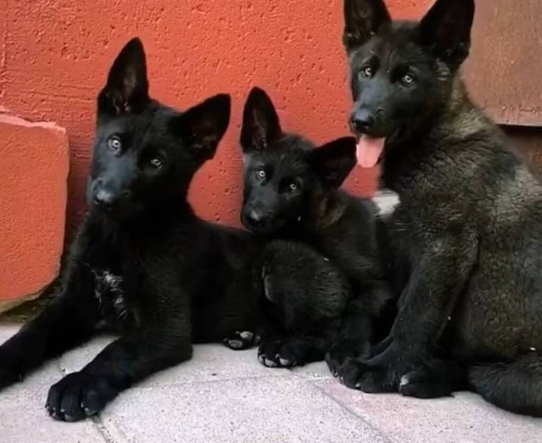 Razas De Perros Lobo Negros Tipos De Husky Que Existen】•Waggy´s