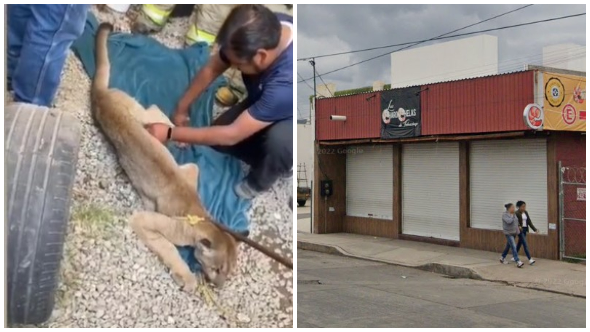 Puma Atacando A Un Caballo Página 2 | Imágenes De Puma Atacando