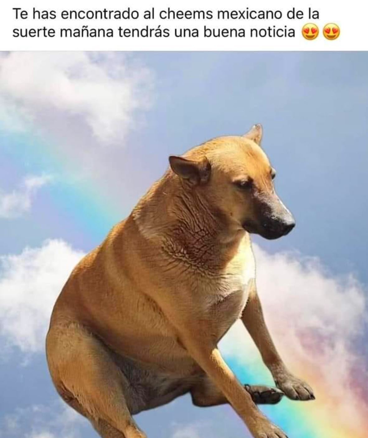 Adios Amigos Perro ¿Cuándo Decir Adiós A Tu Mejor Amigo Canino?