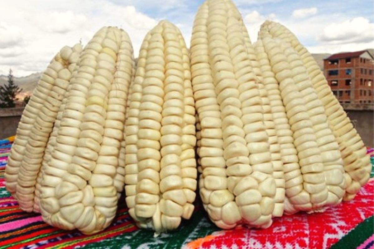 ¿cuáles Son Los Alimentos Que Solo Crecen En El Perú Infobae