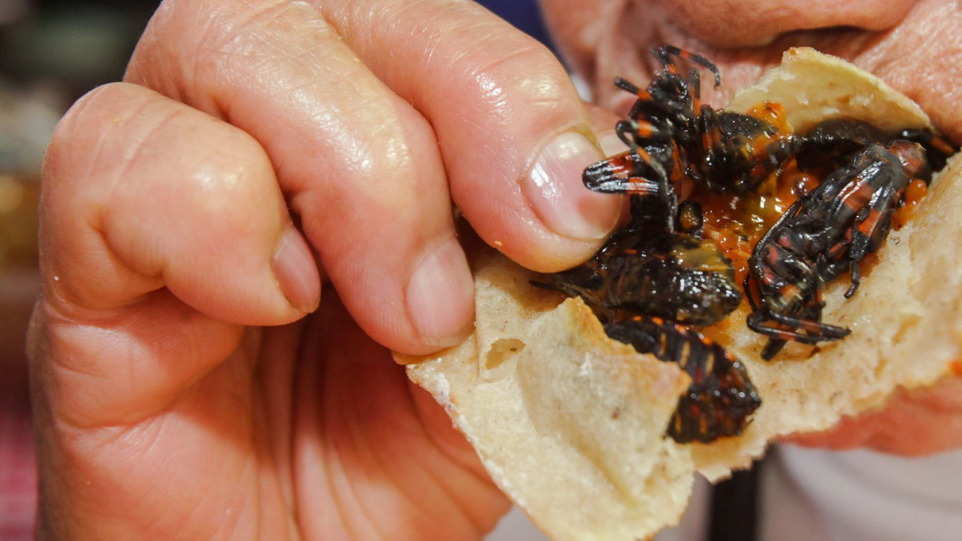 10 Insectos Que Se Comen En Mxico Caf Con Mxico 🇲🇽 Comiendo