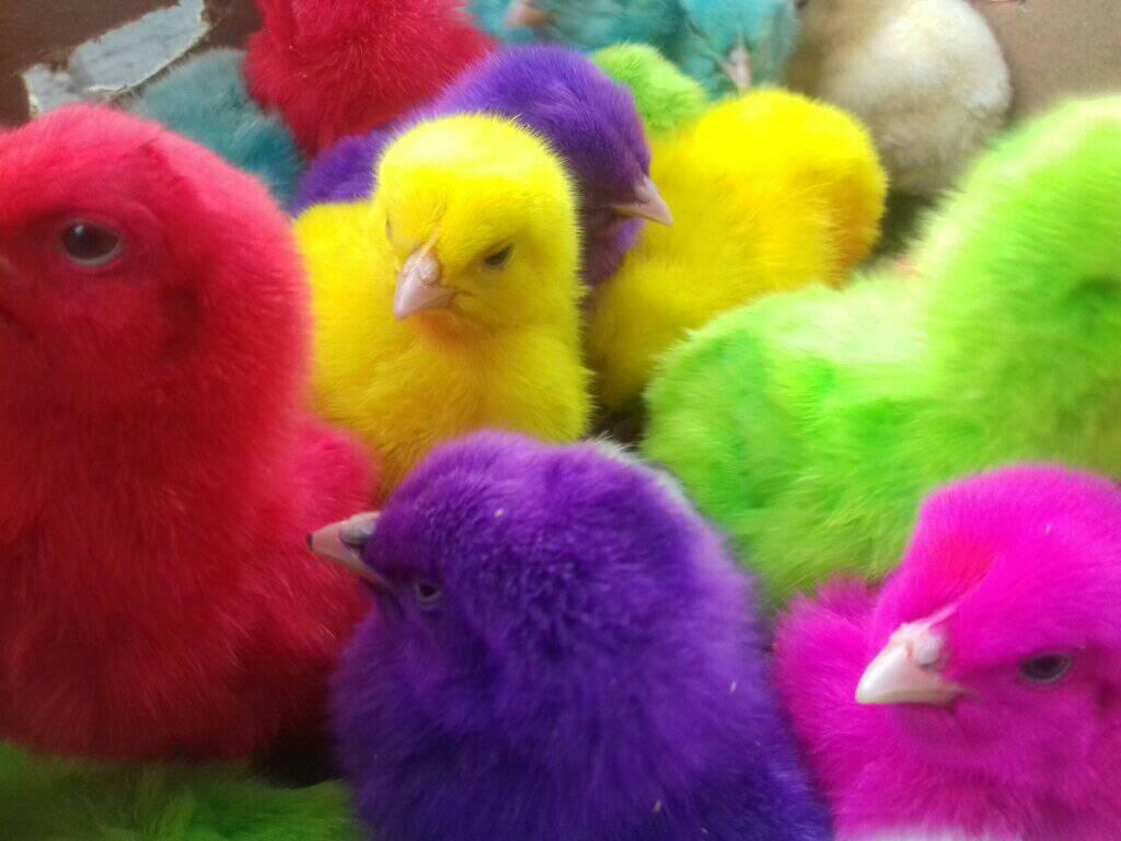 Imágenes De Pollitos Pollitos De Colores: La Cruel Moda De Vender