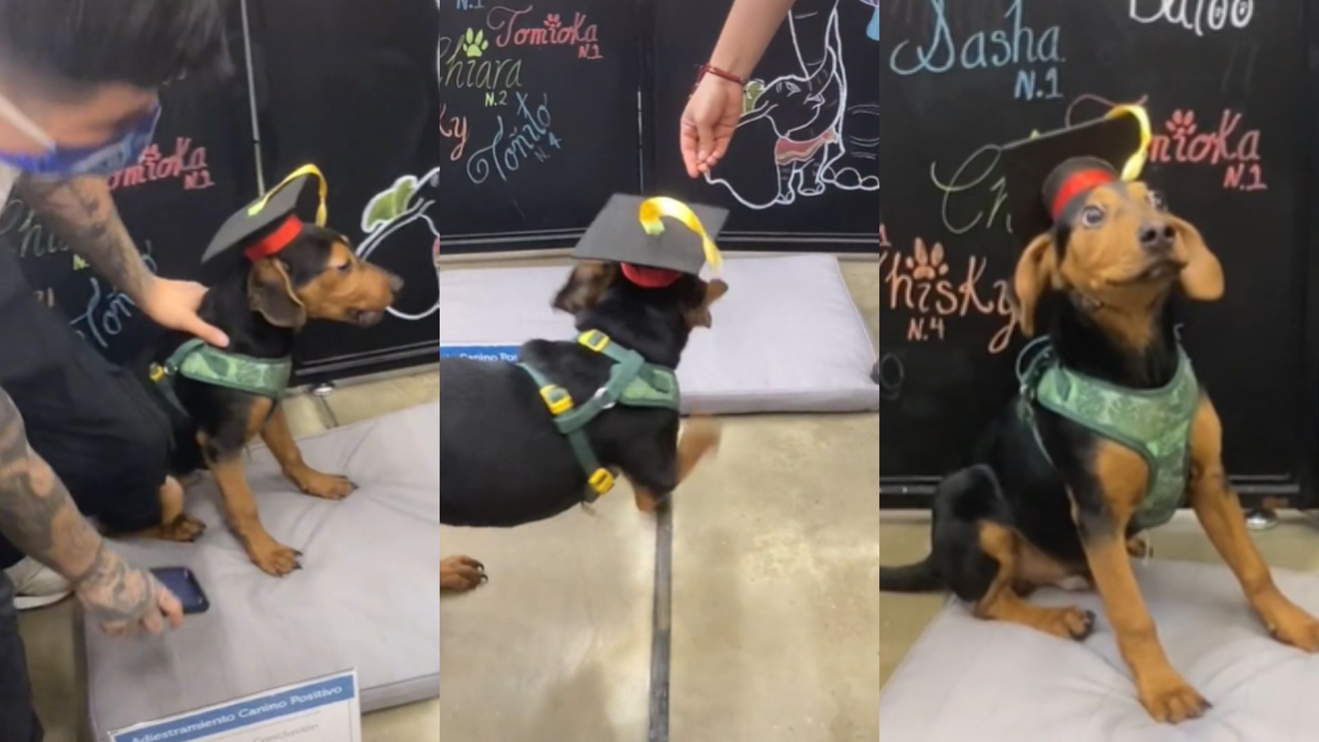 Petco Tiene Clases De Adiestramiento Canino