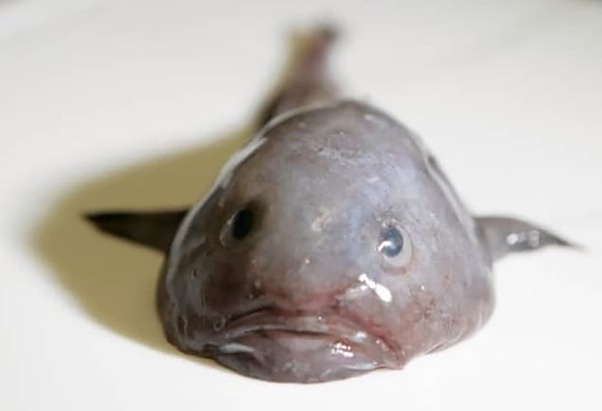 Pez Gota Bajo El Agua Pez Gato