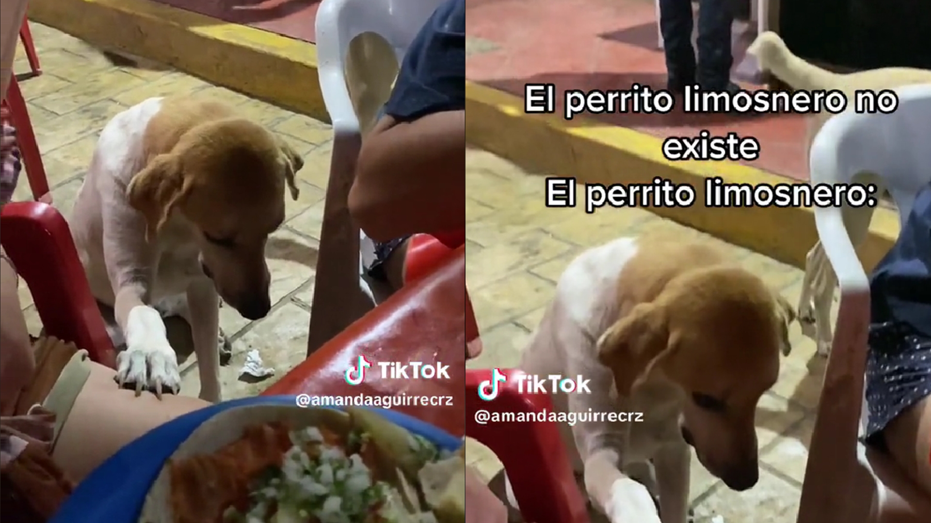 Perrito Limosnero Causó Sensación Y Se Volvió Viral Infobae