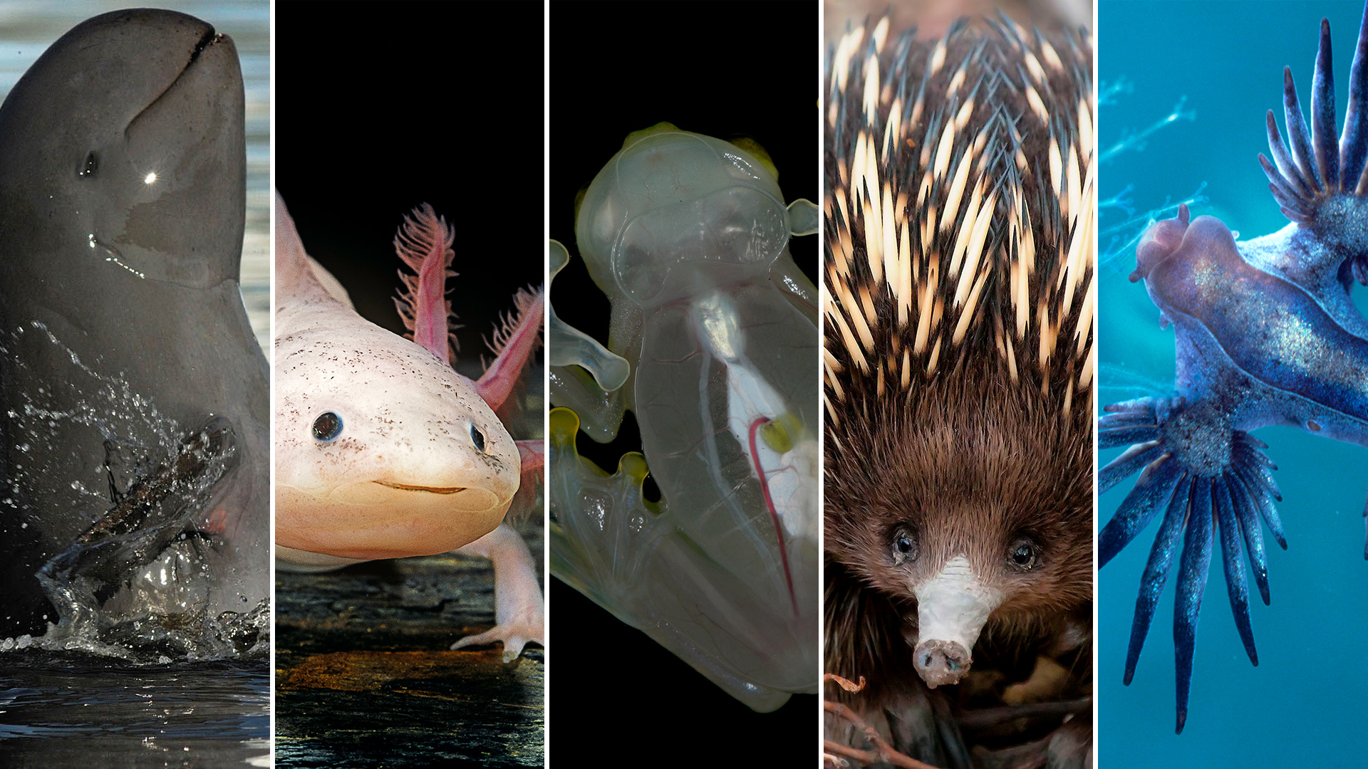 Animales Raros En El Mundo