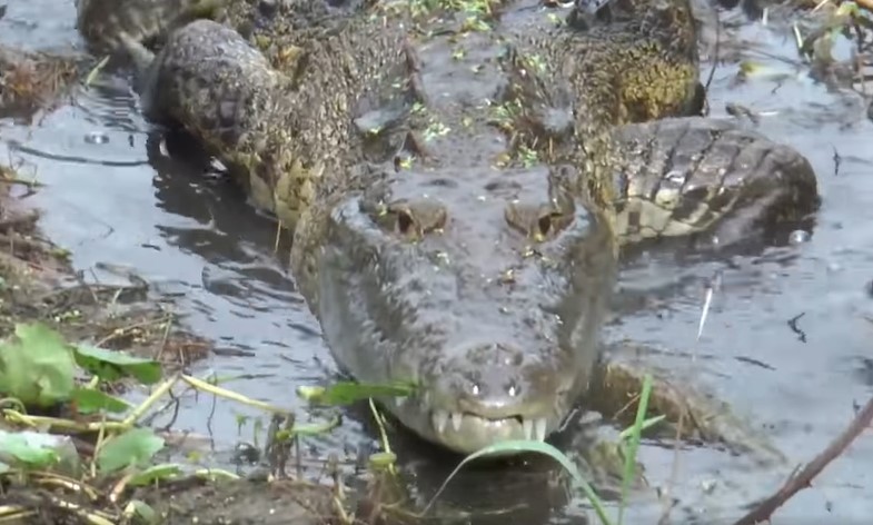 “coco” El Reptil Más Querido Por Los Vecinos De Ciudad Madero