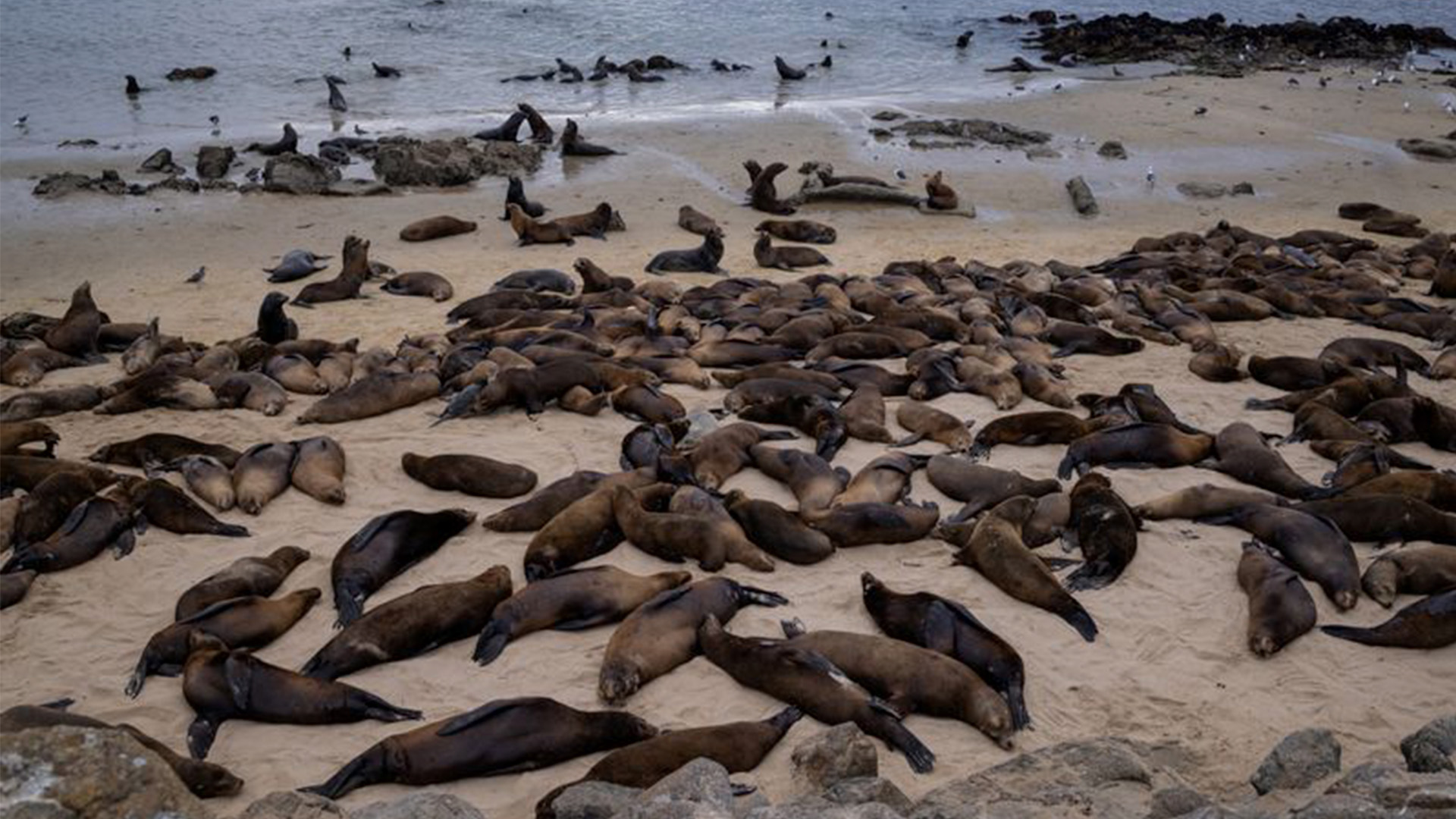 Leones Marinos En El Agua