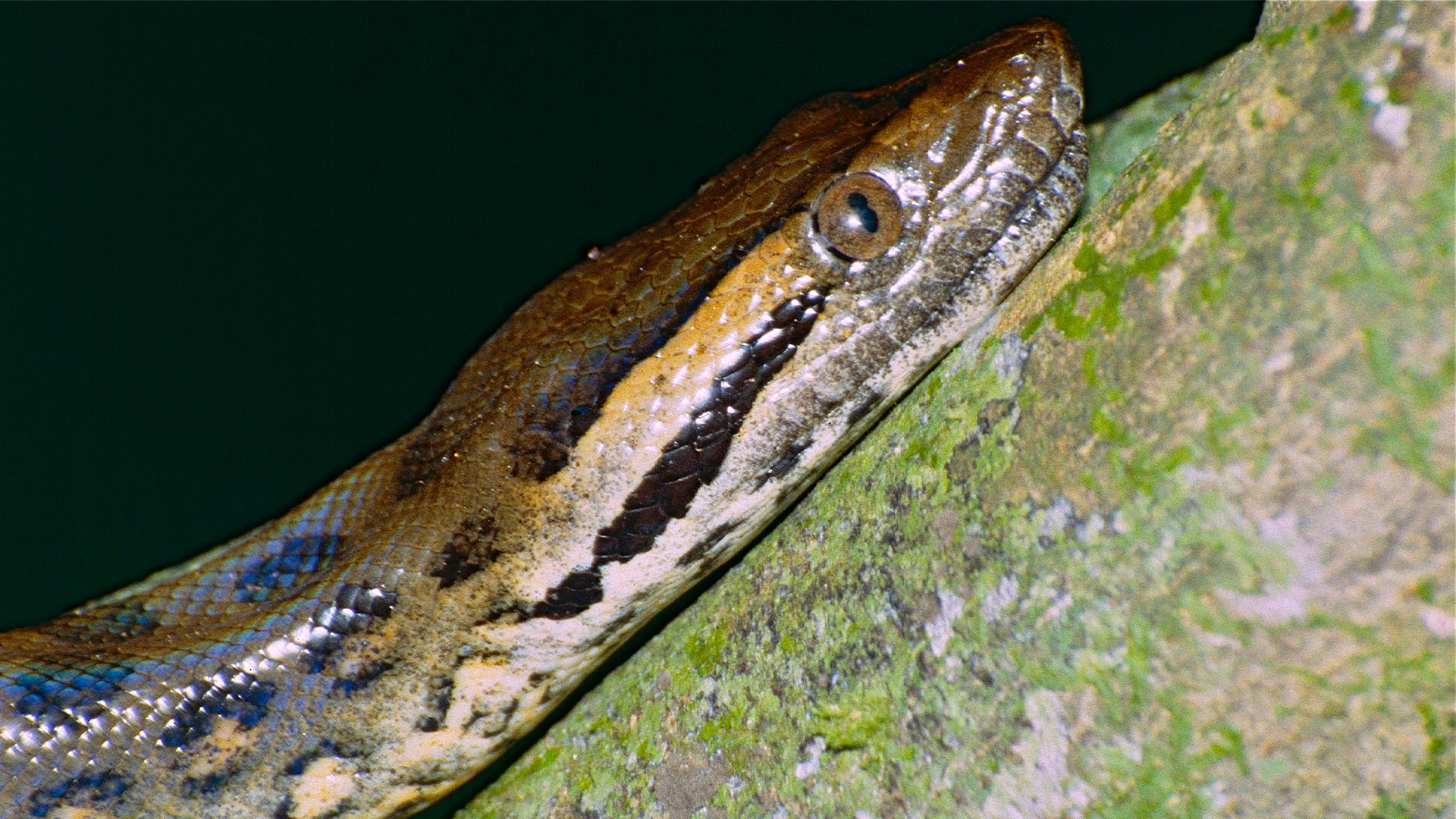 La Anaconda Serpiente Ms Grande Del Mundo Galerias Encuentran