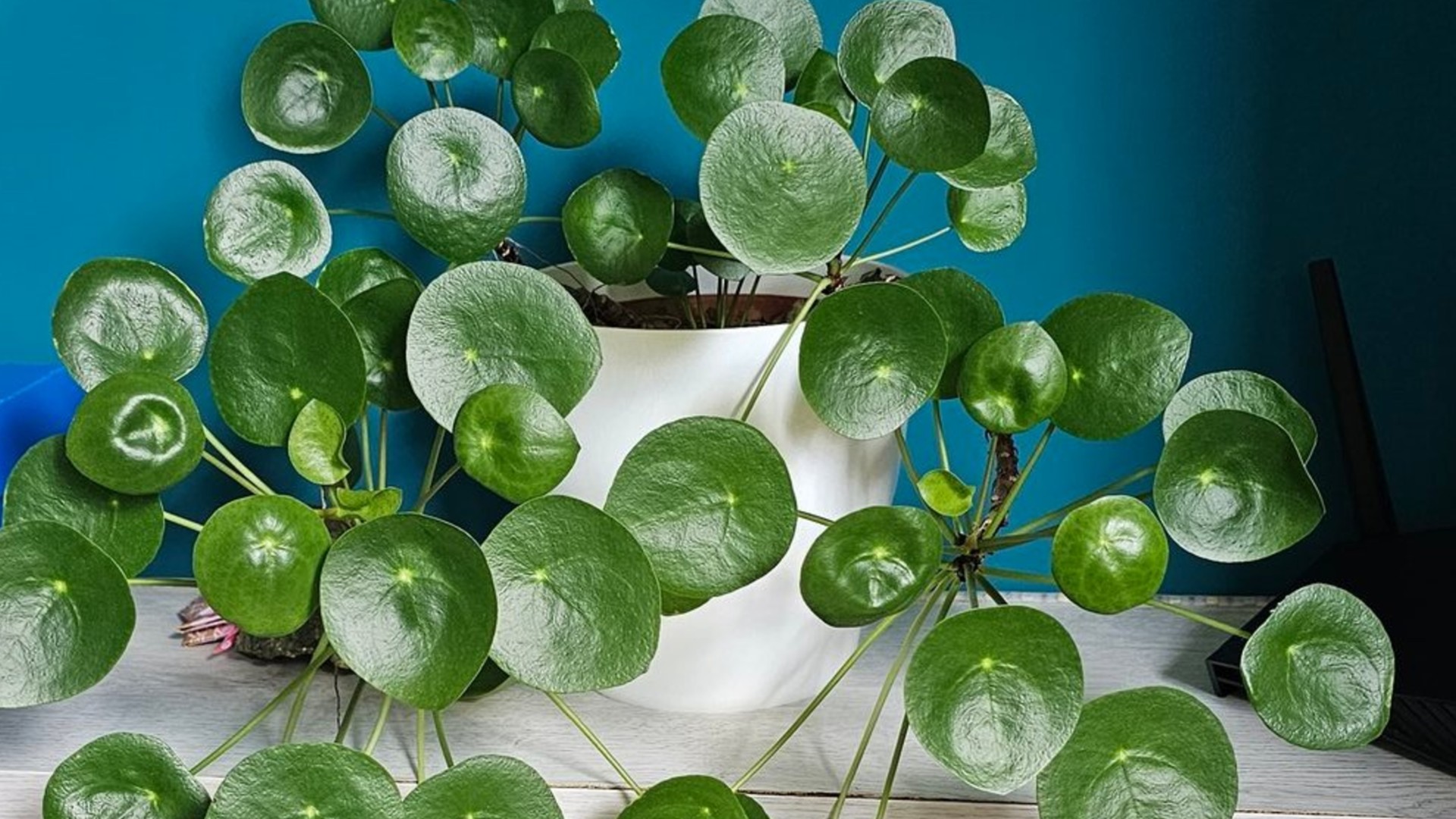 Ubicación De La Planta Del Dinero Según El Feng Shui