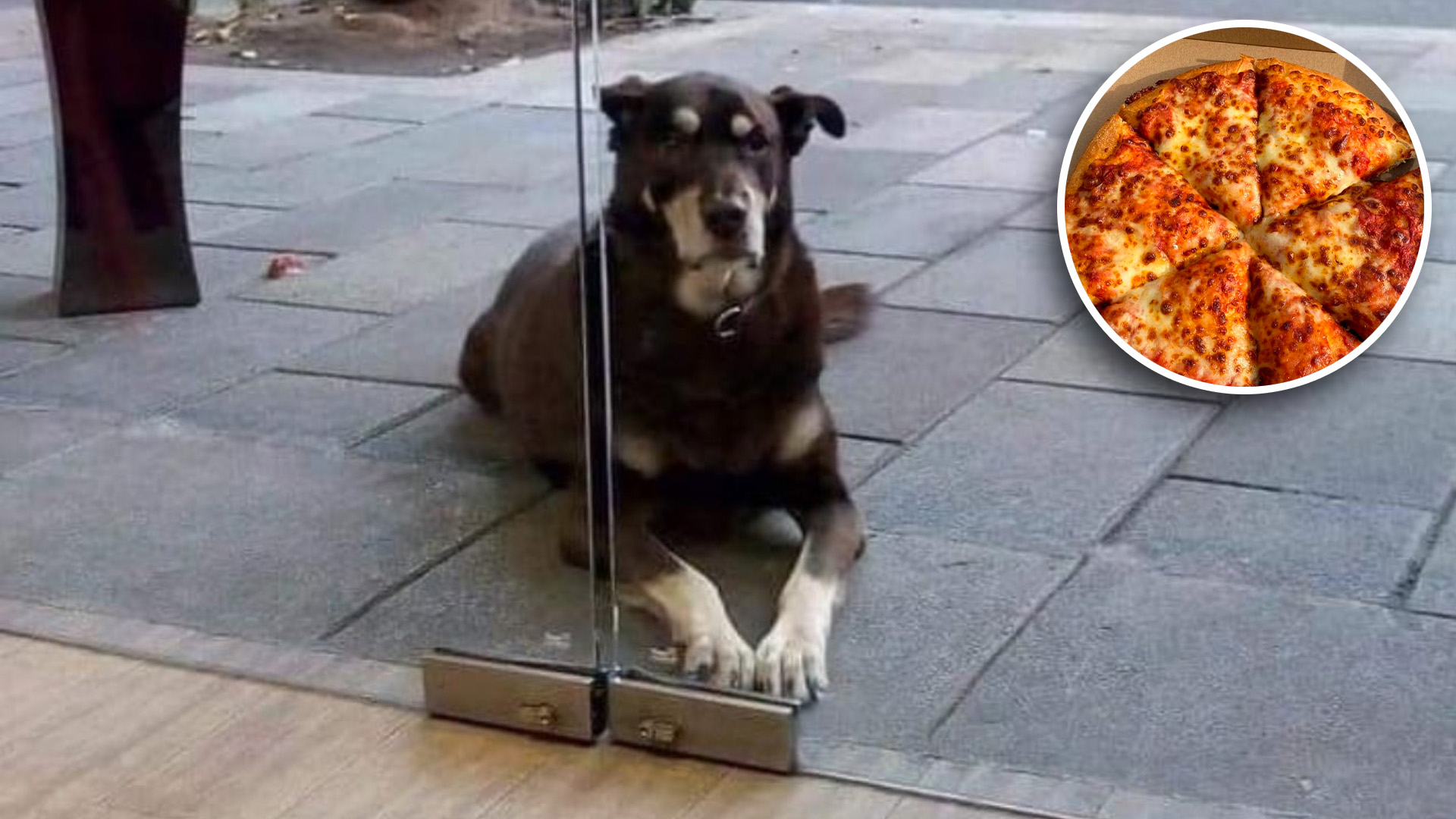 Perros Comiendo Pizza