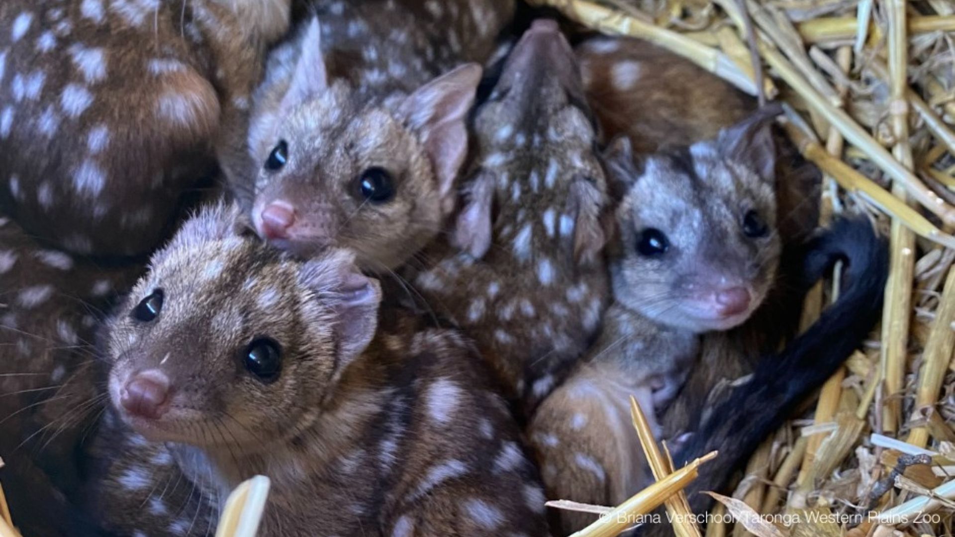 Datos Sobre Los Quolls Para Niños What Are Marsupials? | Twinkl
