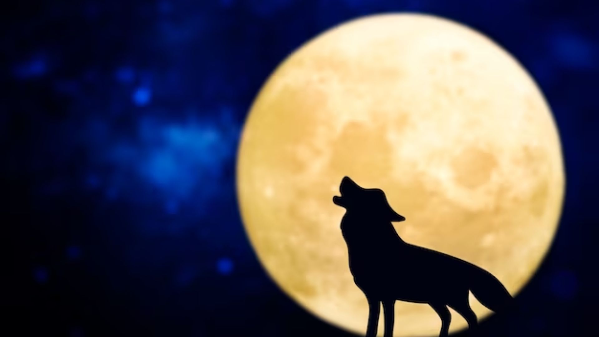 Lobo Nocturno A La Luz De La Luna