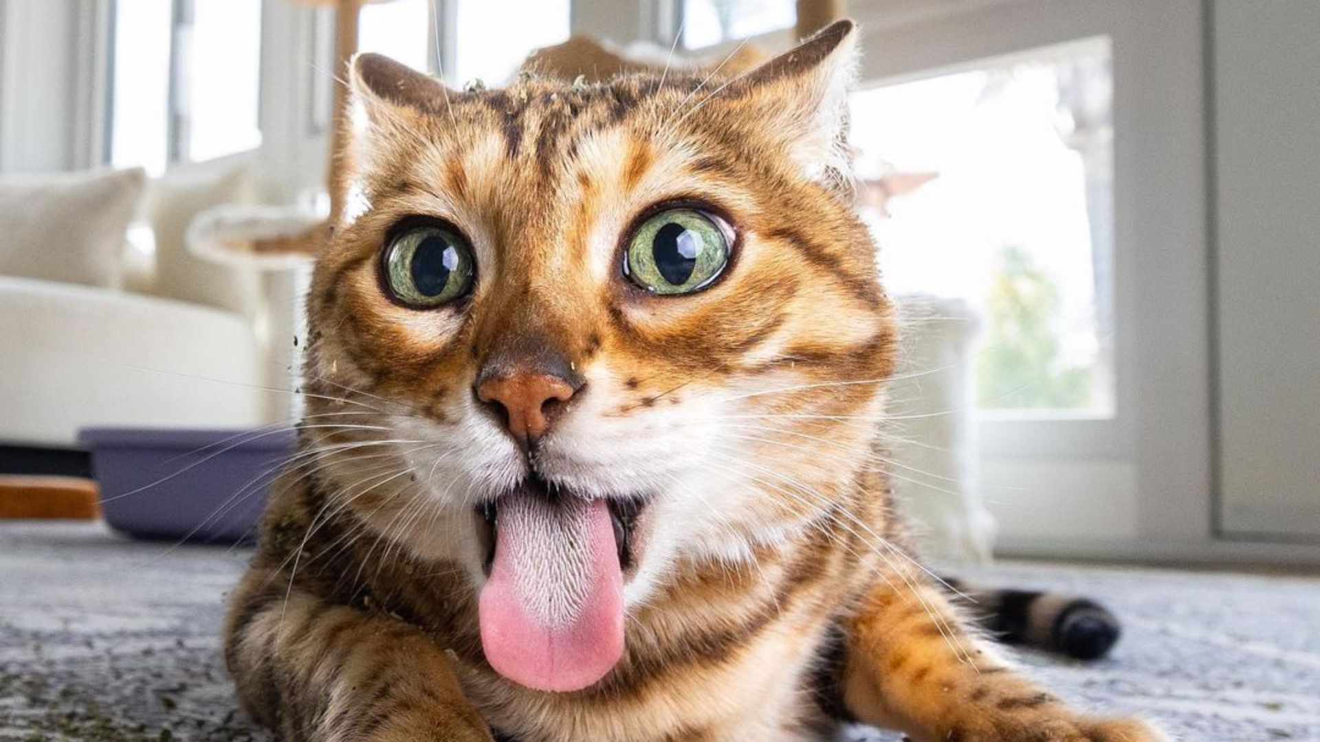 Imágenes De Gatos Locos Los Gatos Con Los TRABAJOS Mas LOCOS Y