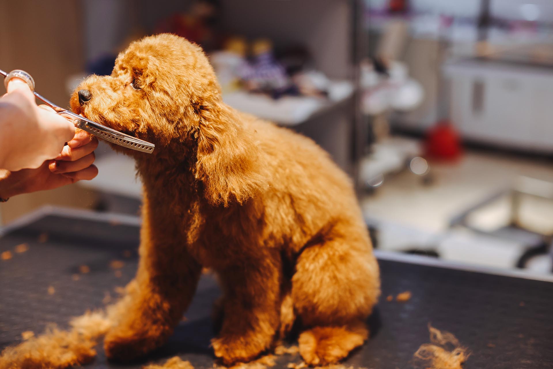 Un verdadero dilema: ¿hay que cortarles el pelo a nuestros perros ...