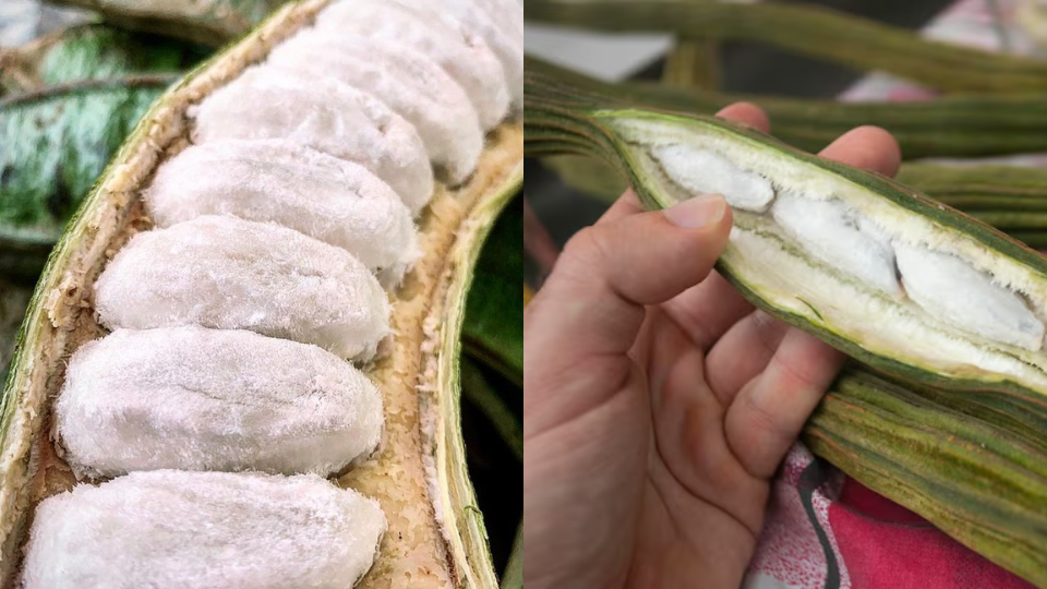 Guama Venezuela Fruta