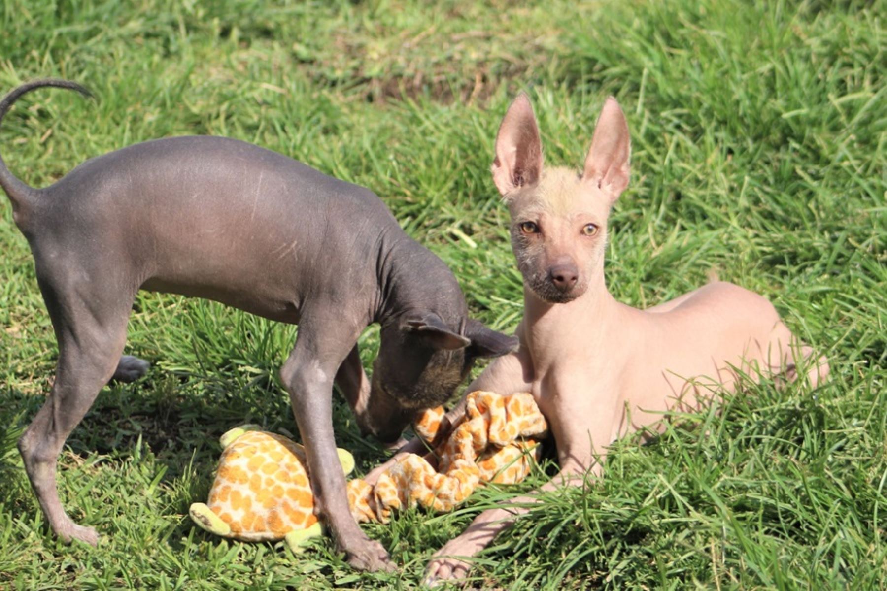Mohawk De Perro