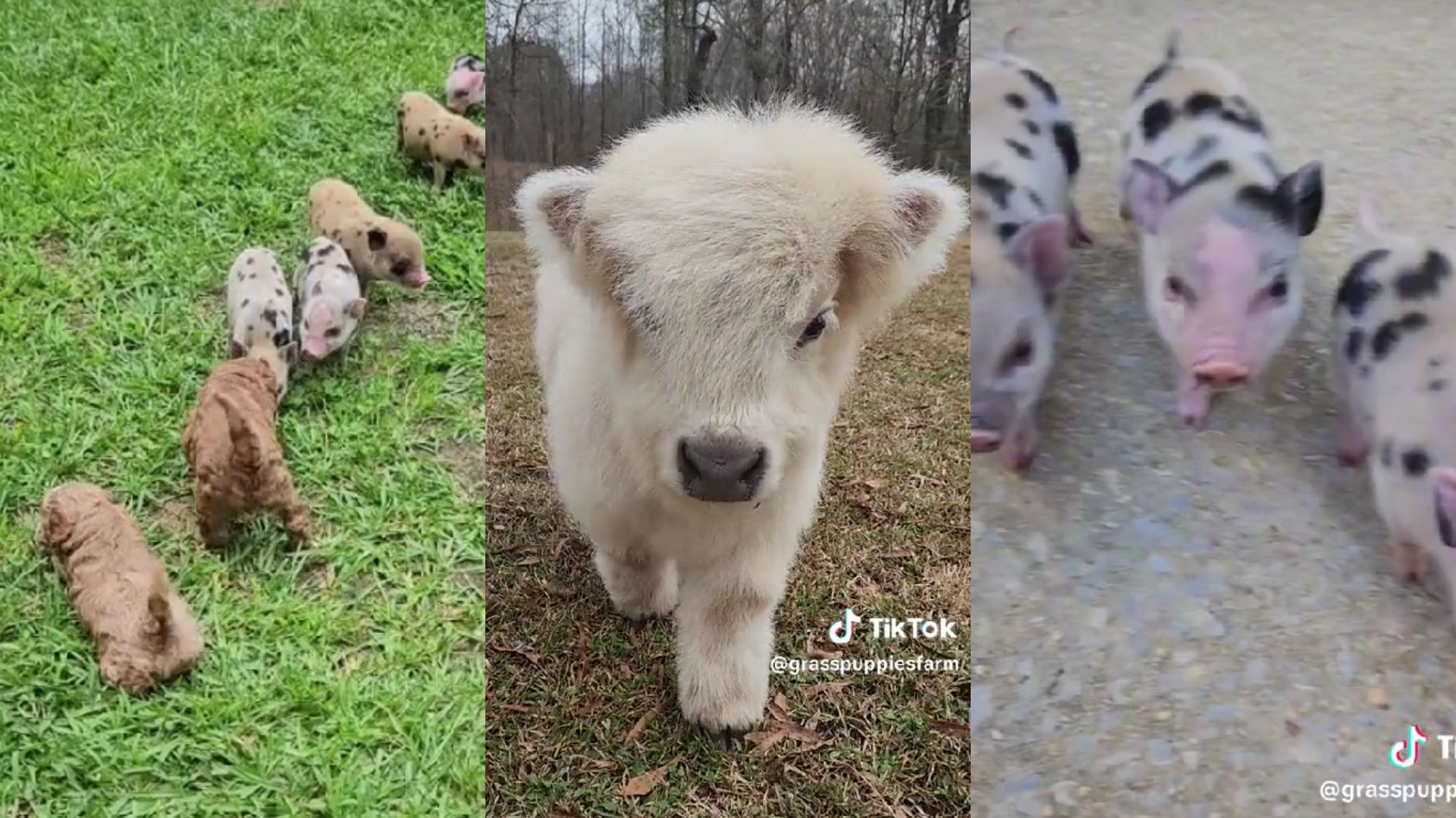 Vacas En Miniatura