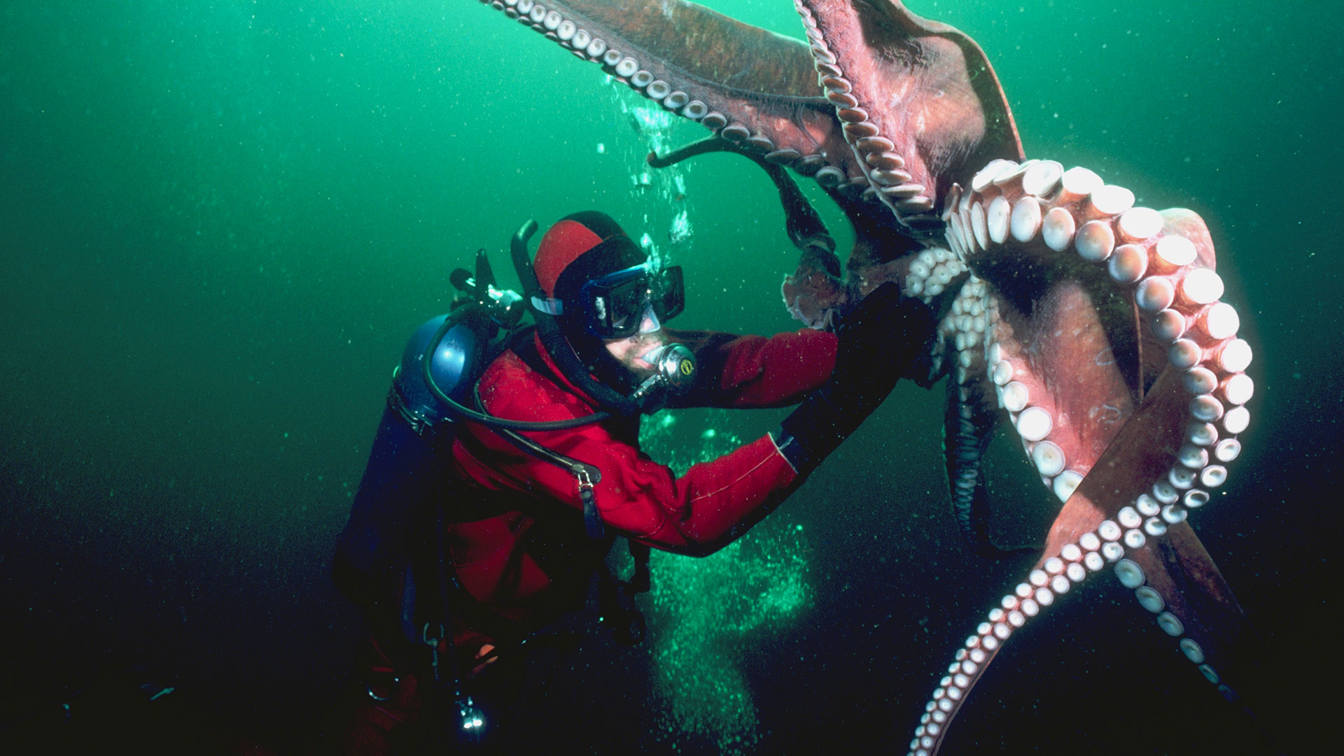 Pulpo Gigante 1896