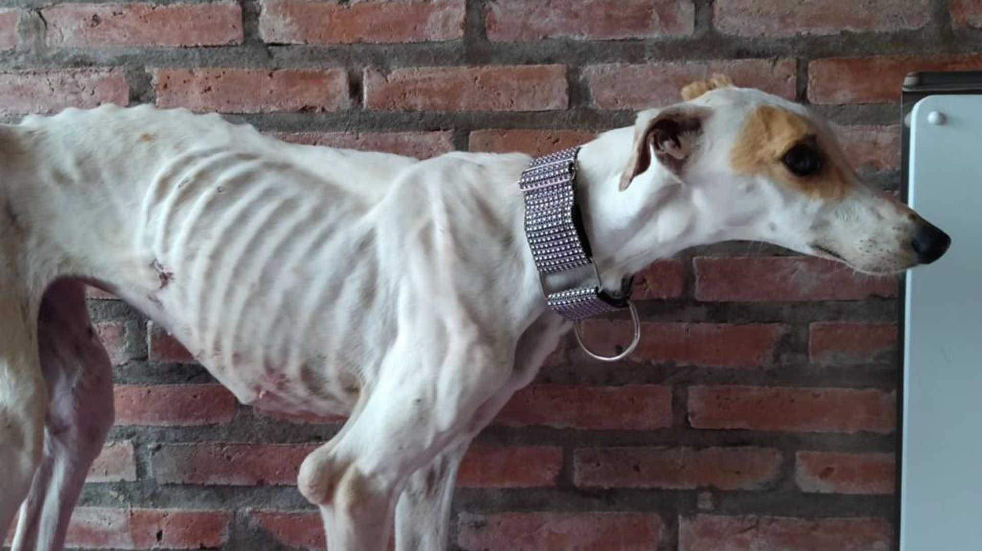Animales Lastimados
